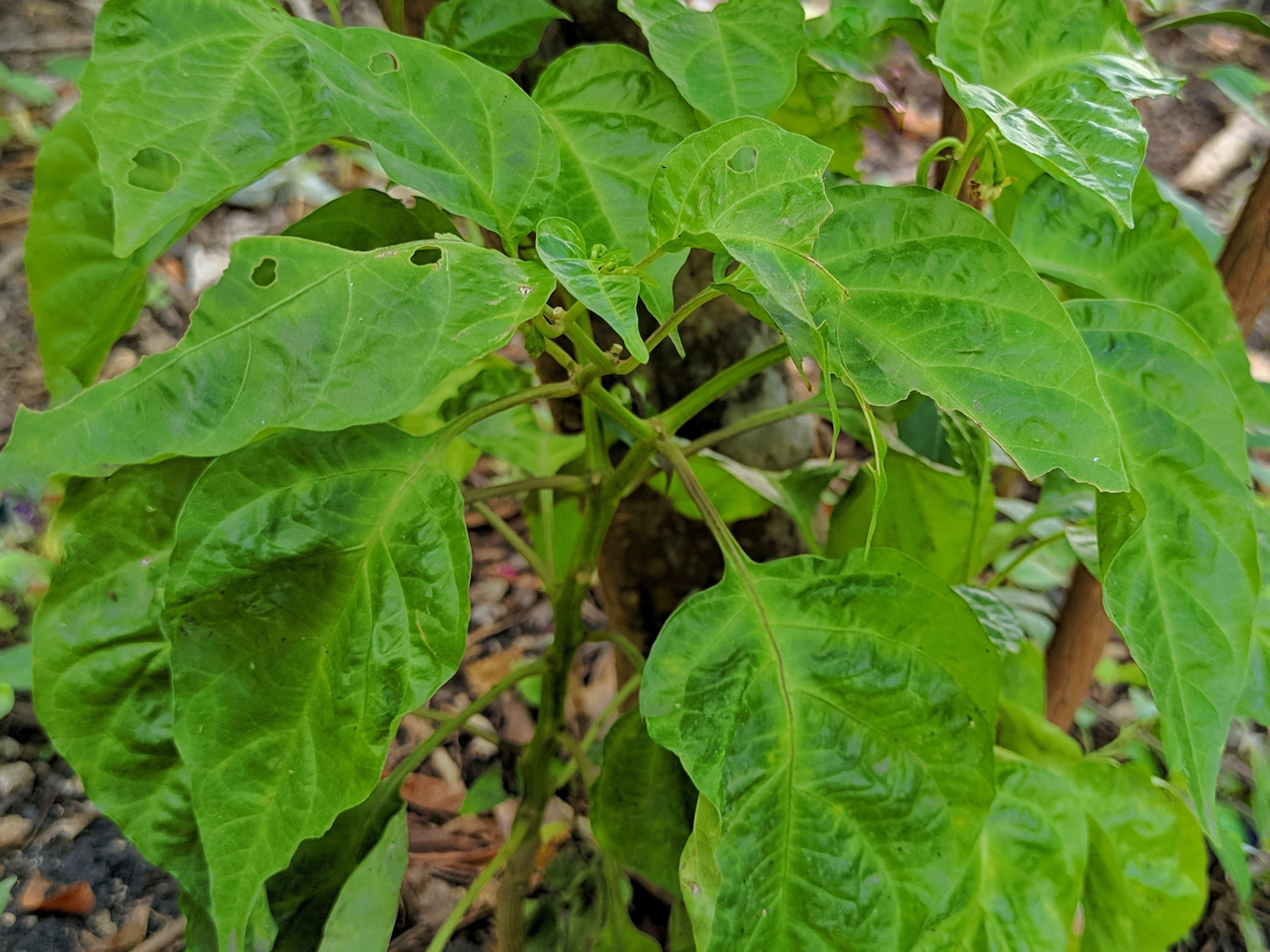 Pepper Plant Blossom Drop Causes and Prevention