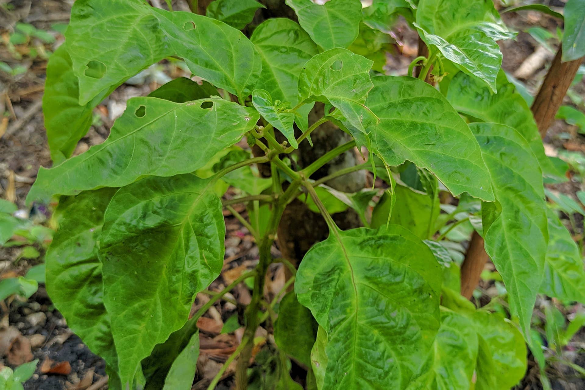 Pepper Plant Blossom Drop Causes and Prevention - Dengarden