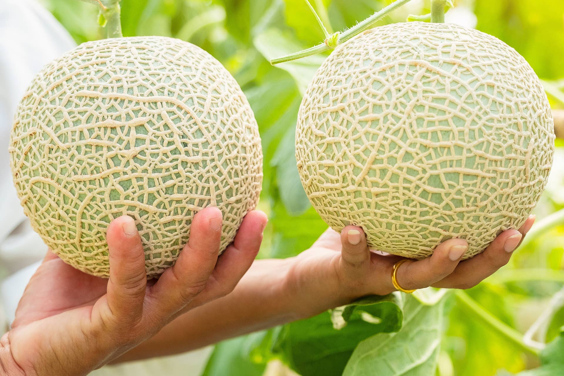 How to Build Cradles to Support Trellised Melons and Pumpkins
