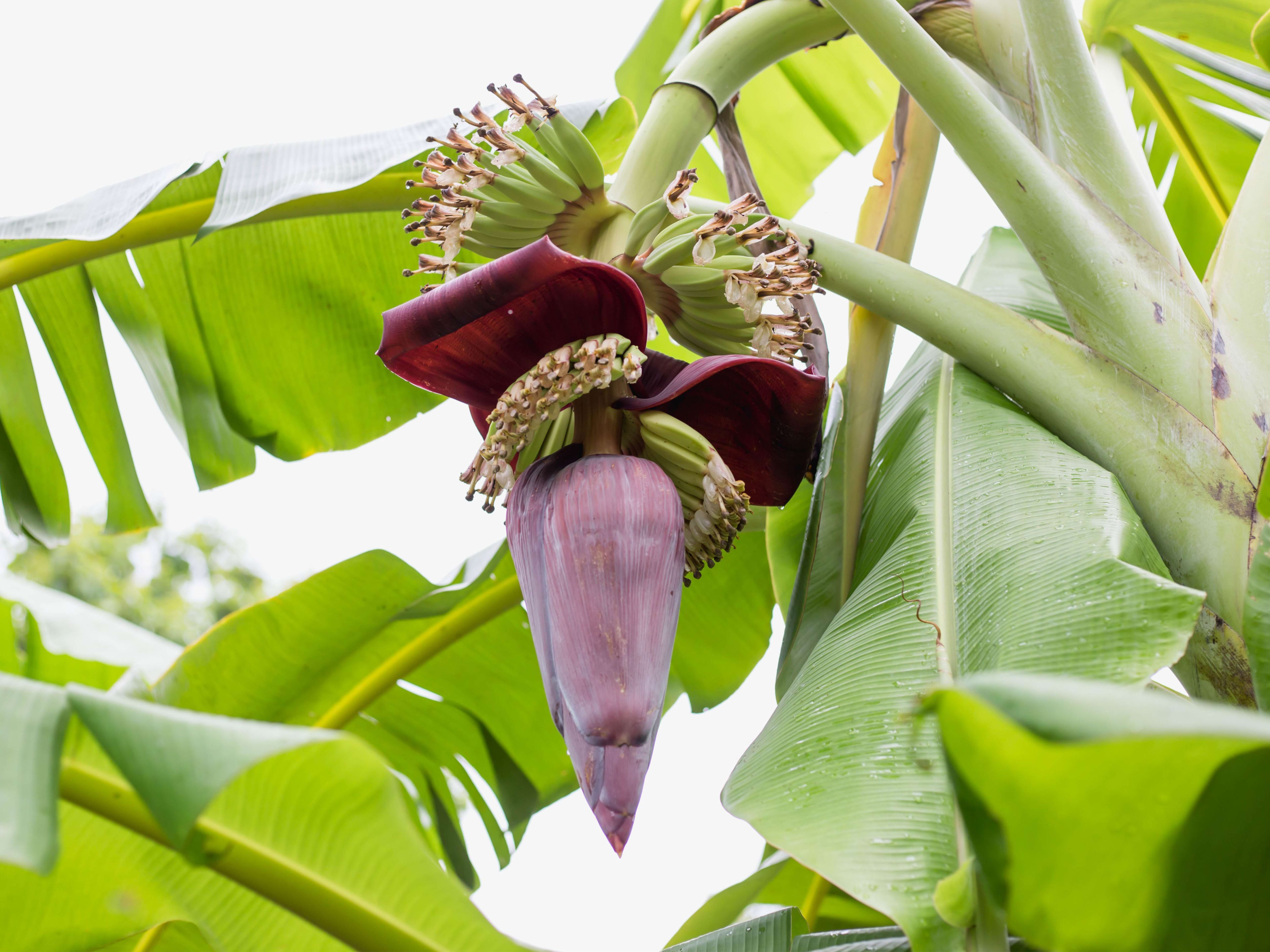 10 Uses of Banana Trees/Plants