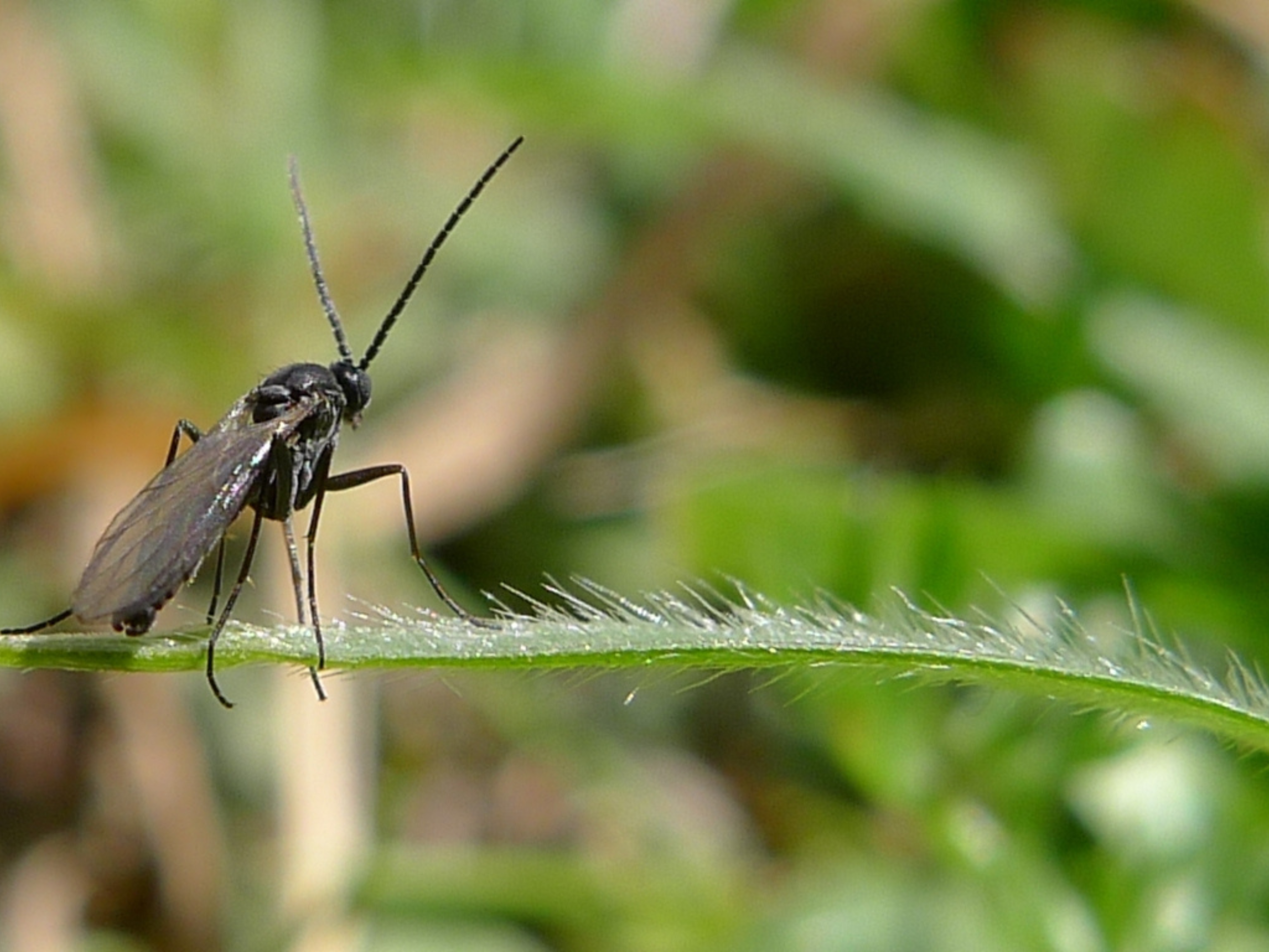 Fungus Gnats How to Get Rid of These Small Black Flies in Your House