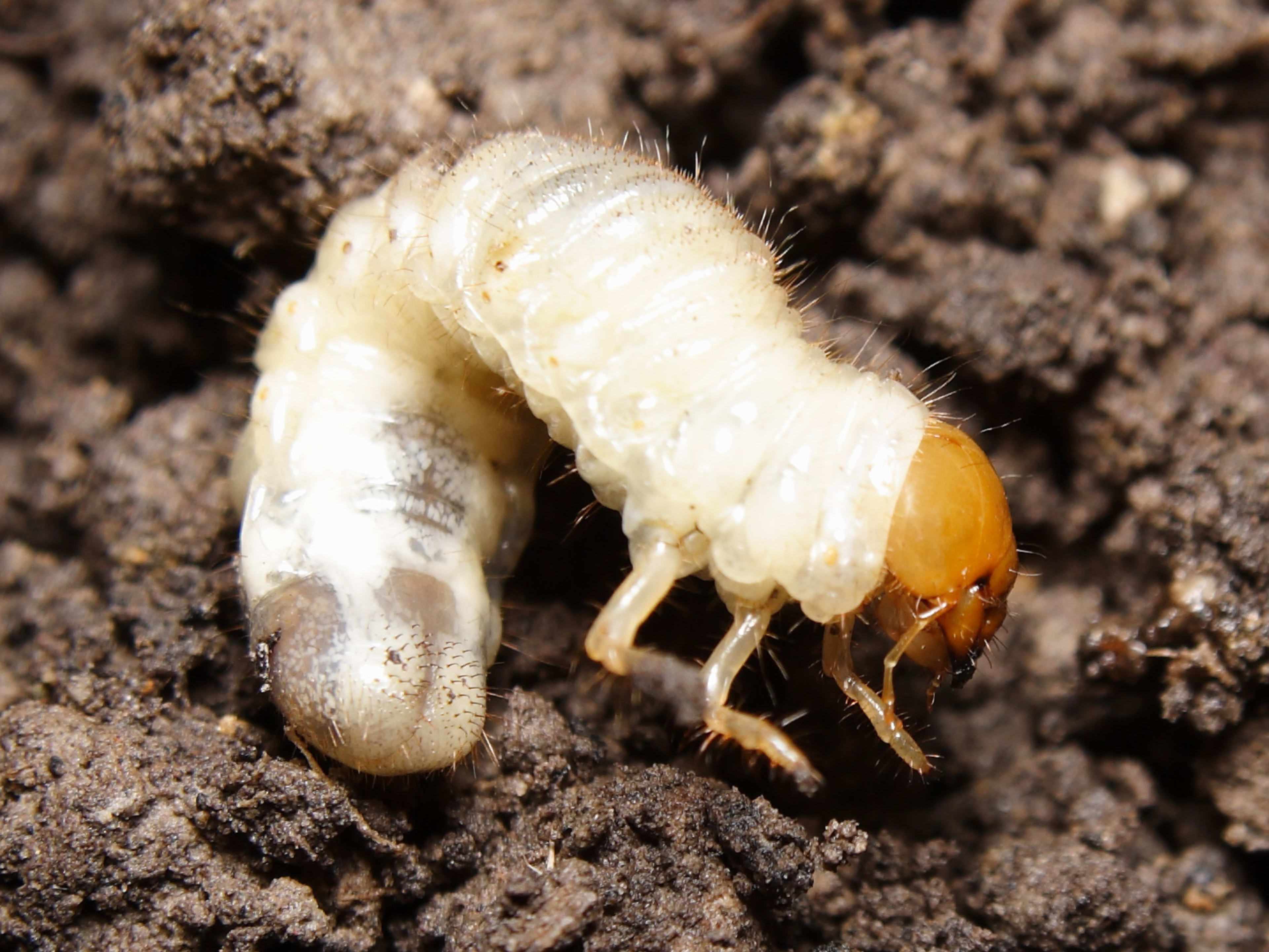 How to Get Rid of Lawn Grubs - Dengarden