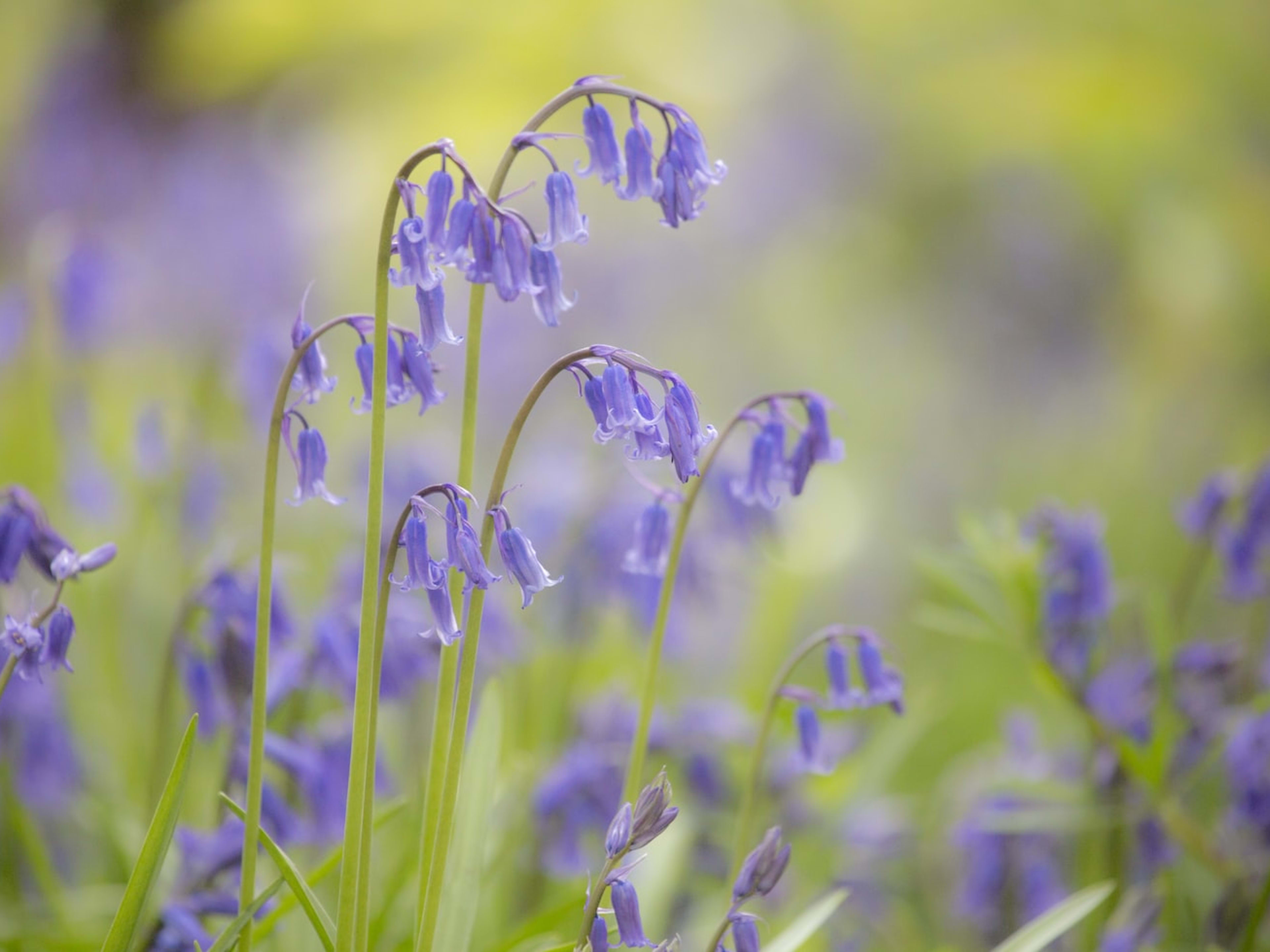 Bluebell Flowers: Beautiful and Whimsical Perennials