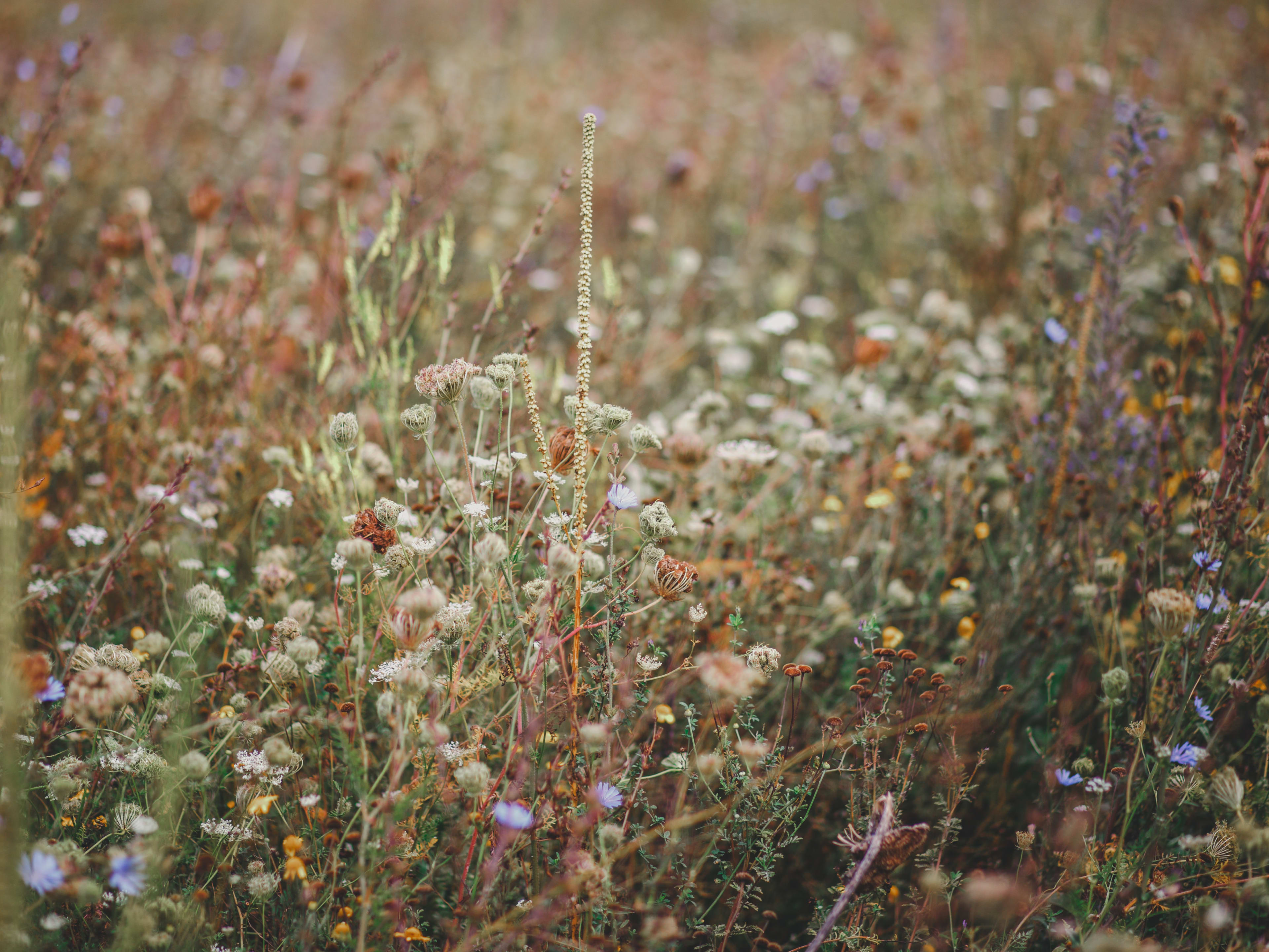 How to Kill Weeds With Vinegar or Baking Soda - Dengarden