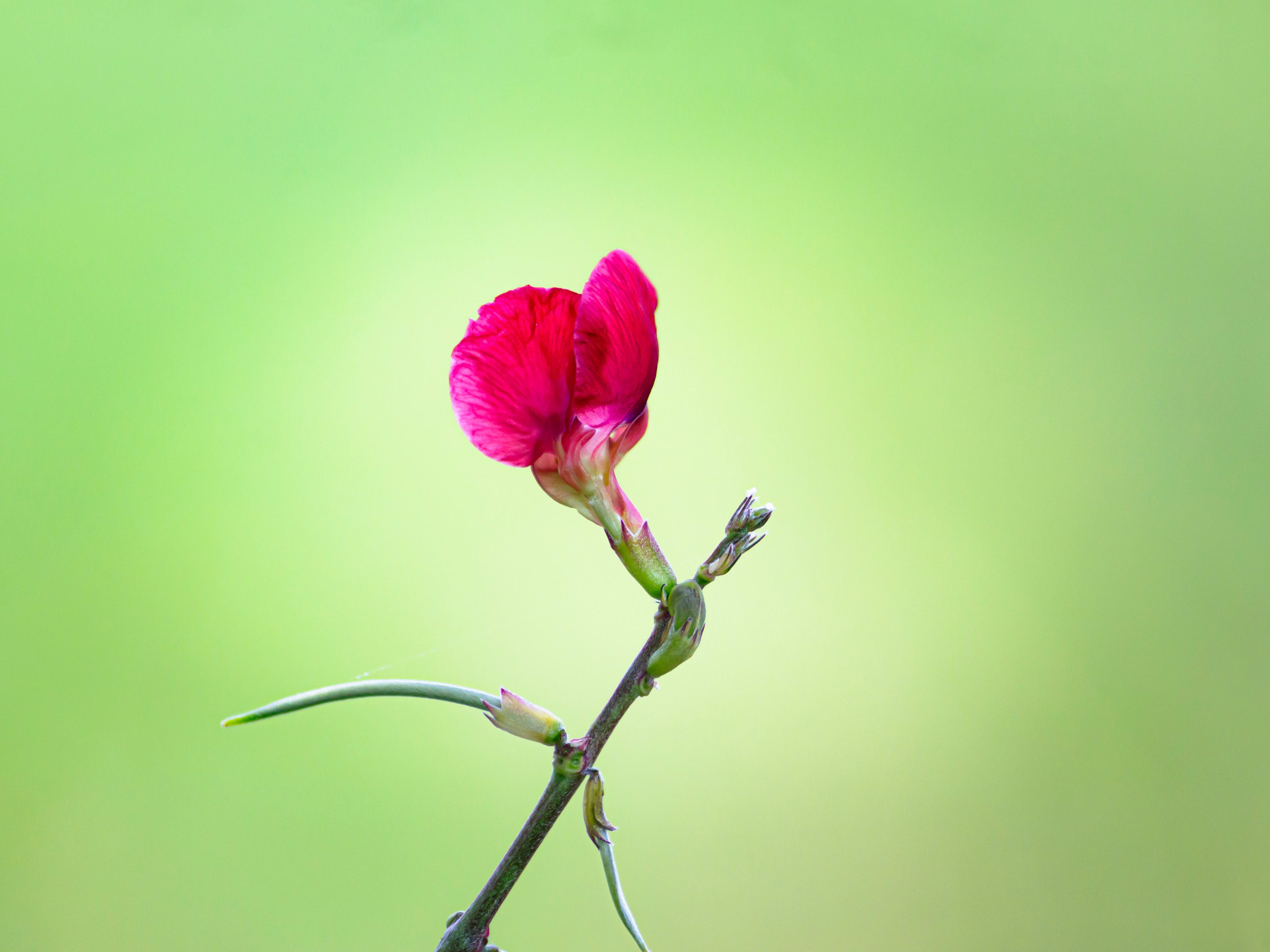 7 Kinds of Fragrant Flowers for a Sweet-Smelling Garden - Dengarden
