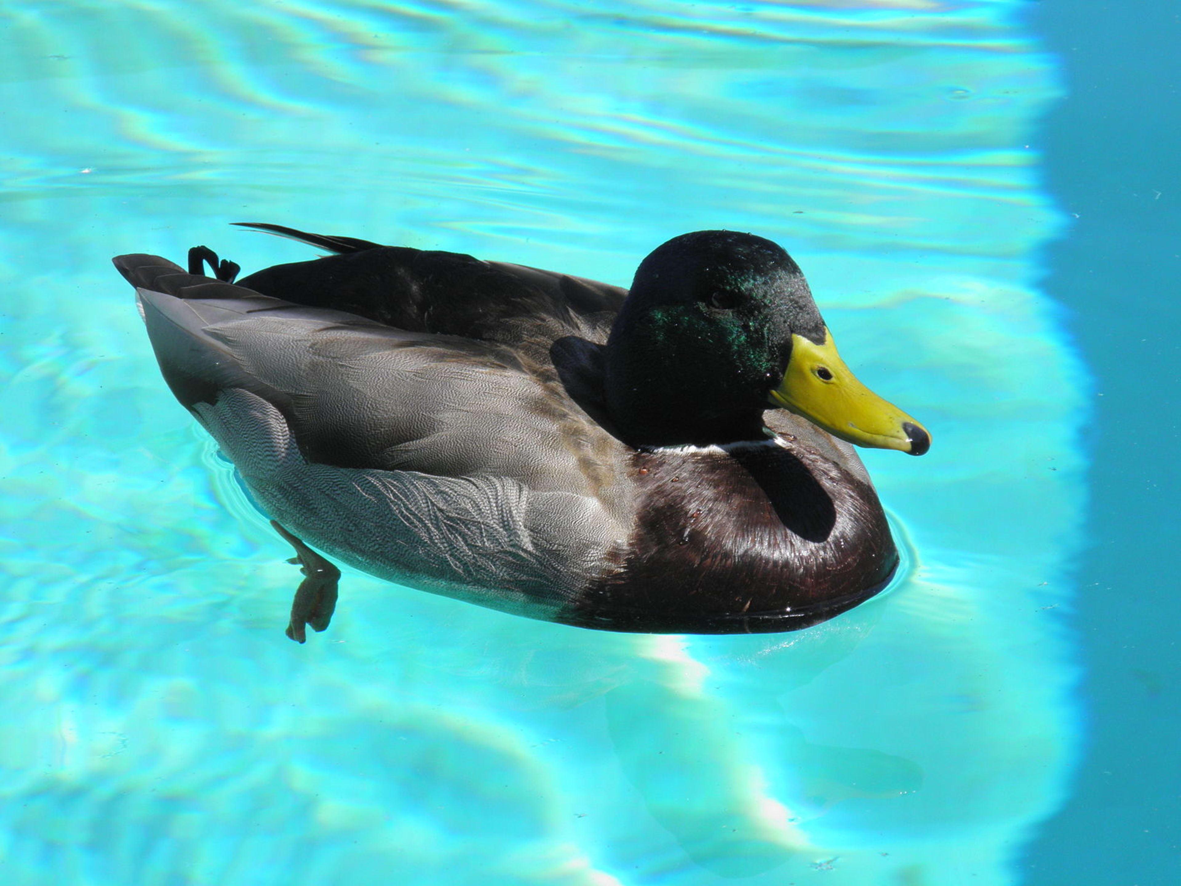 How to Keep Ducks Away From Your Pool - Dengarden