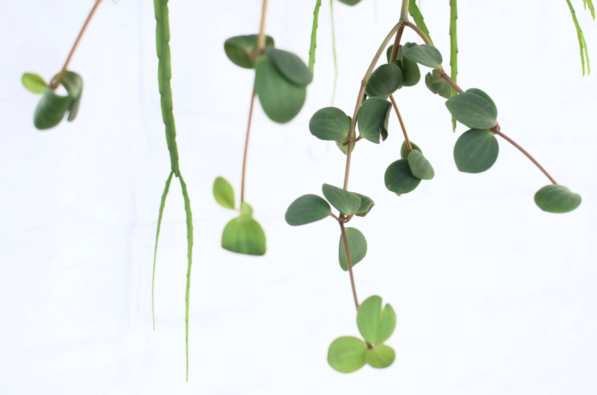 Plant Petiole