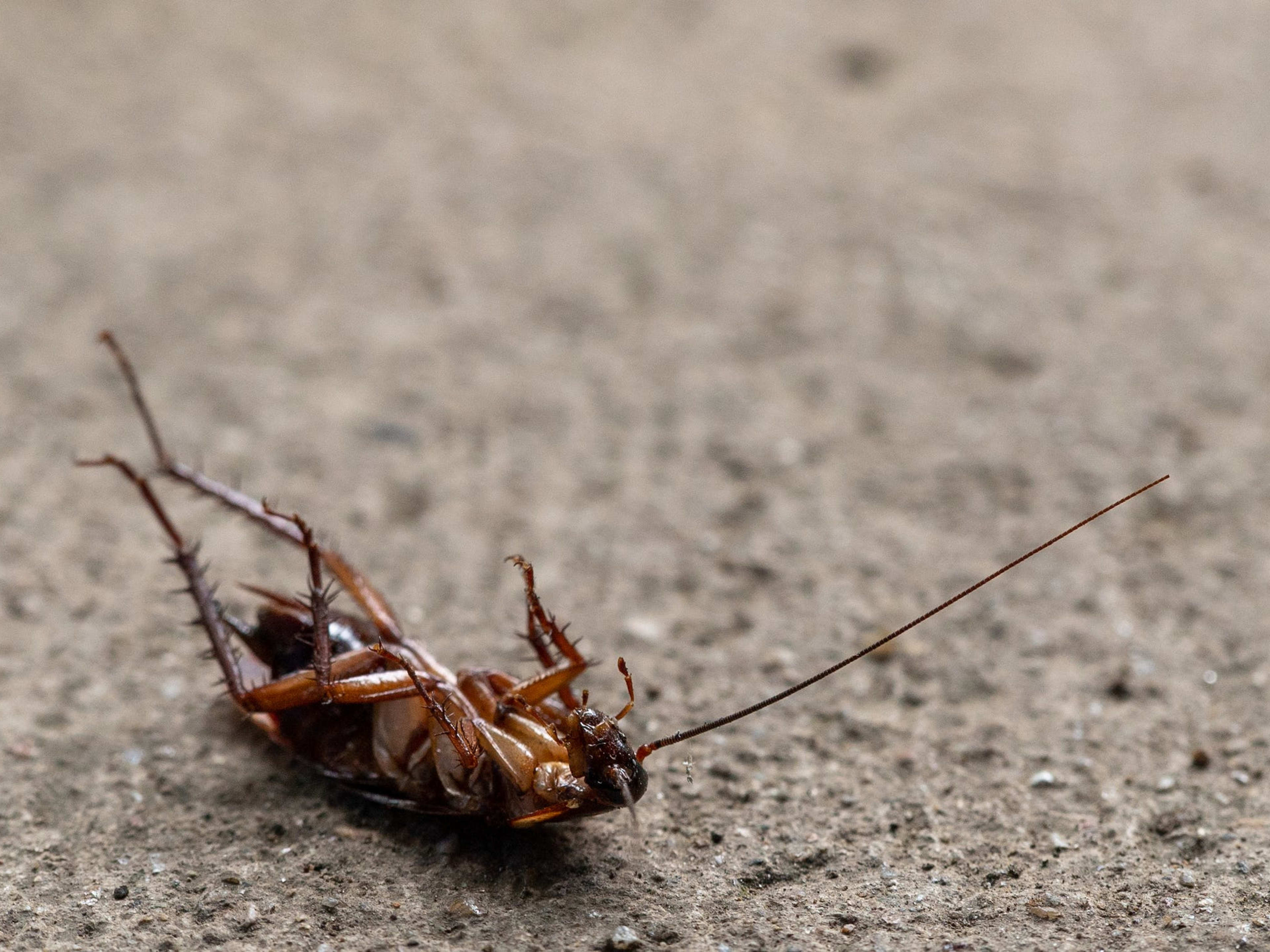 10 Non-Toxic Ways to Eliminate Roaches