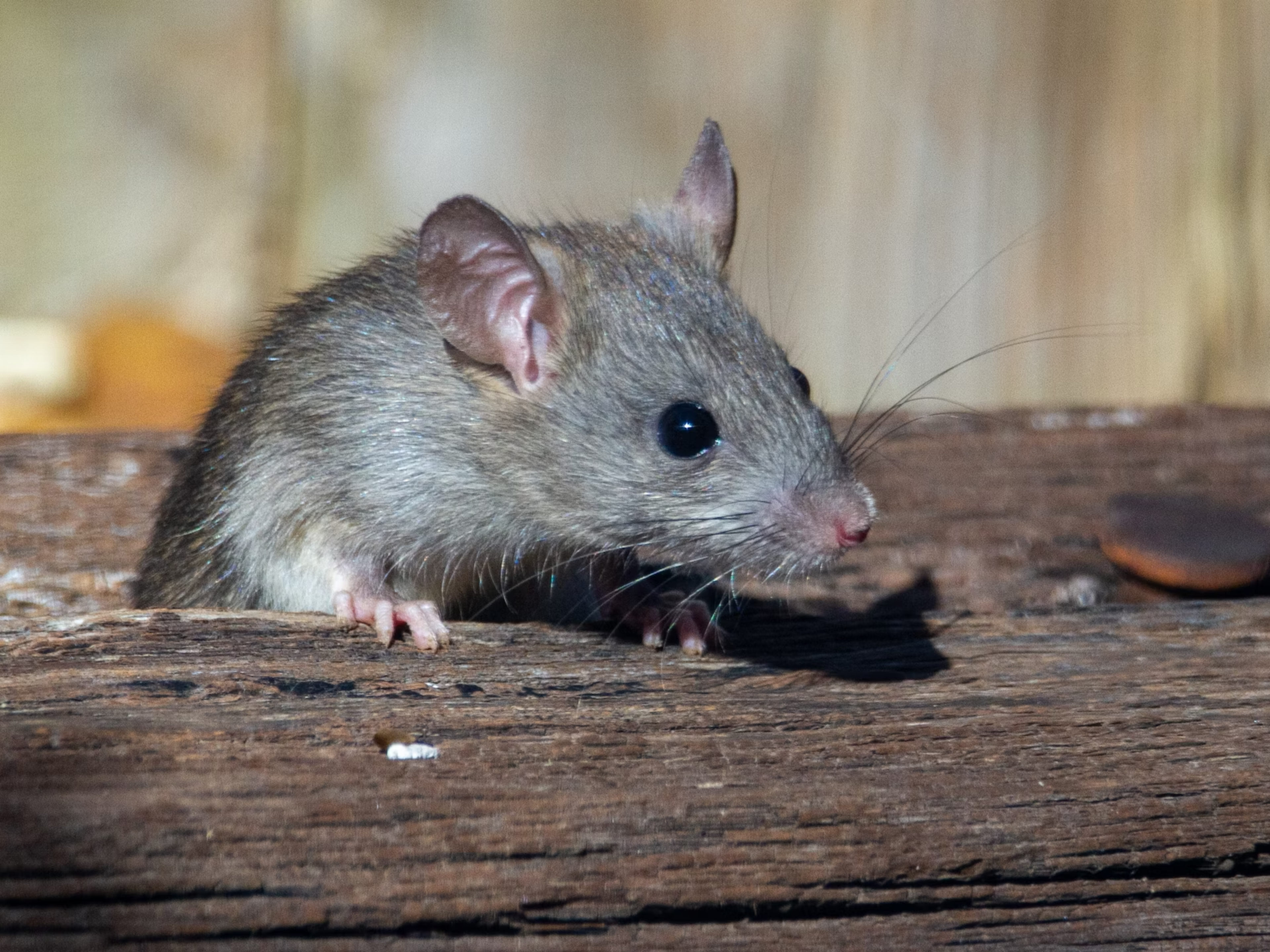 How to Get Rid of Rats Under a Deck