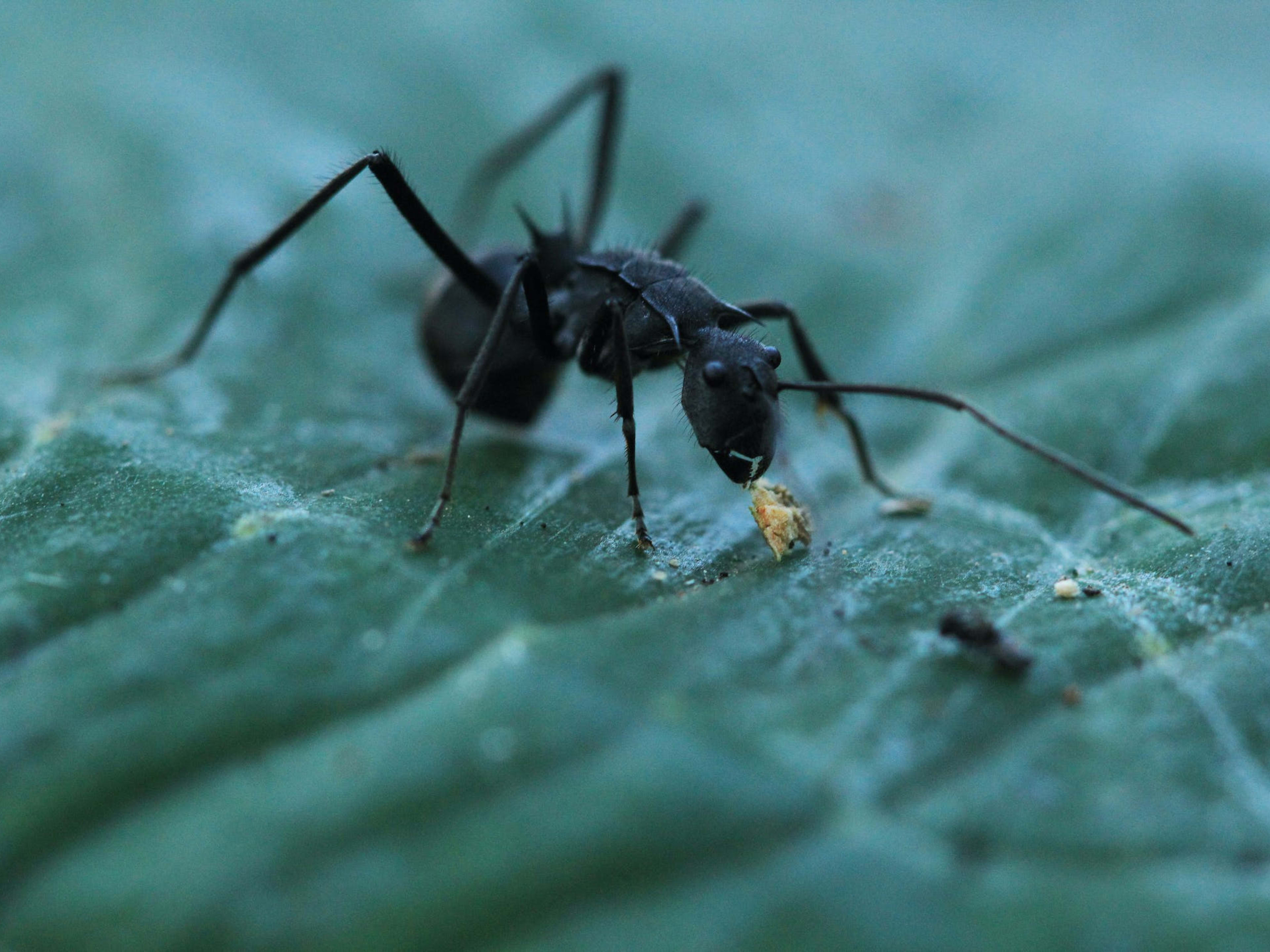 How Is Boric Acid Able to Kill Insects? - Dengarden