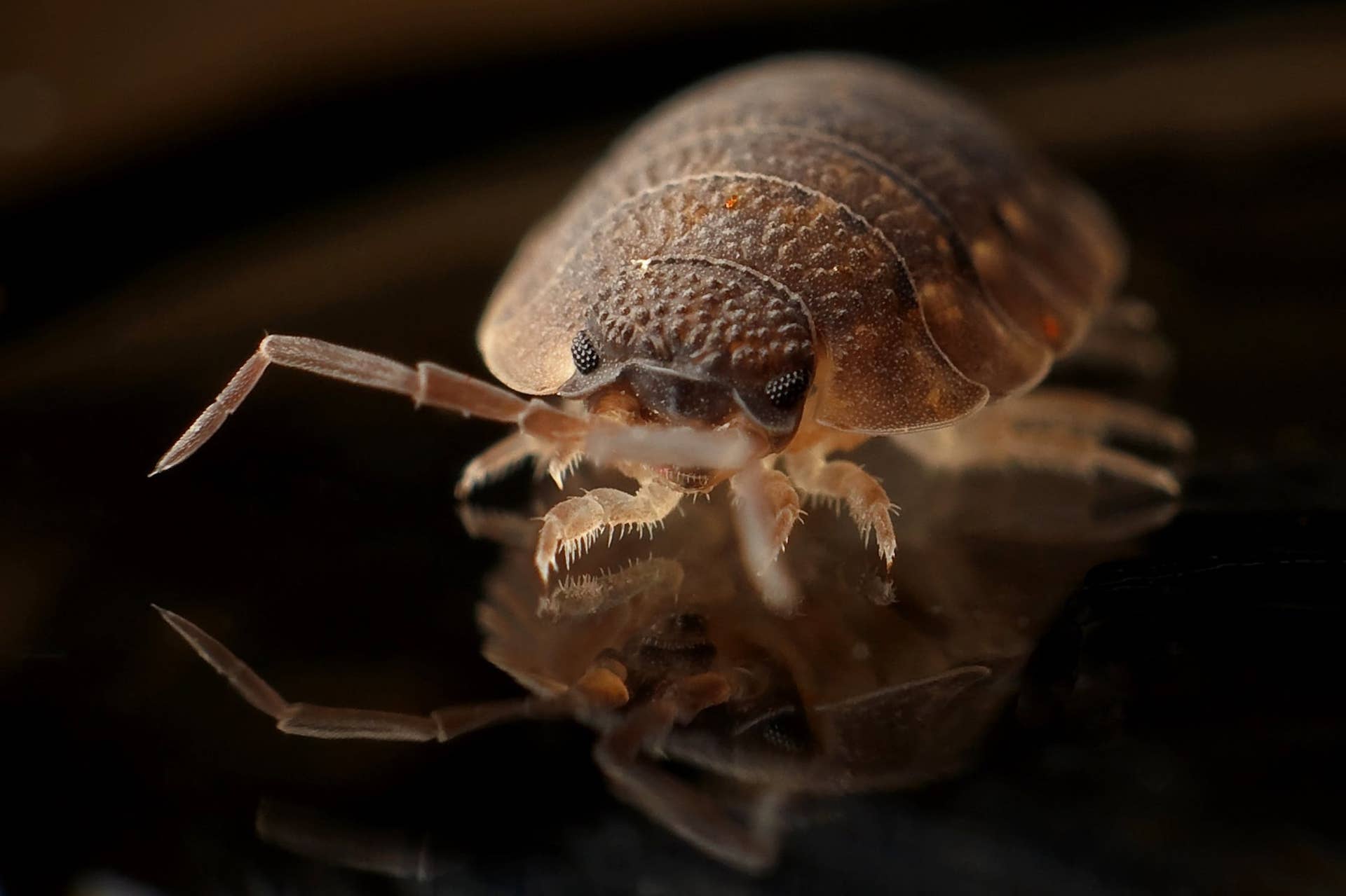 How to Identify Bedbugs and Distinguish Them From Other Pests - Dengarden