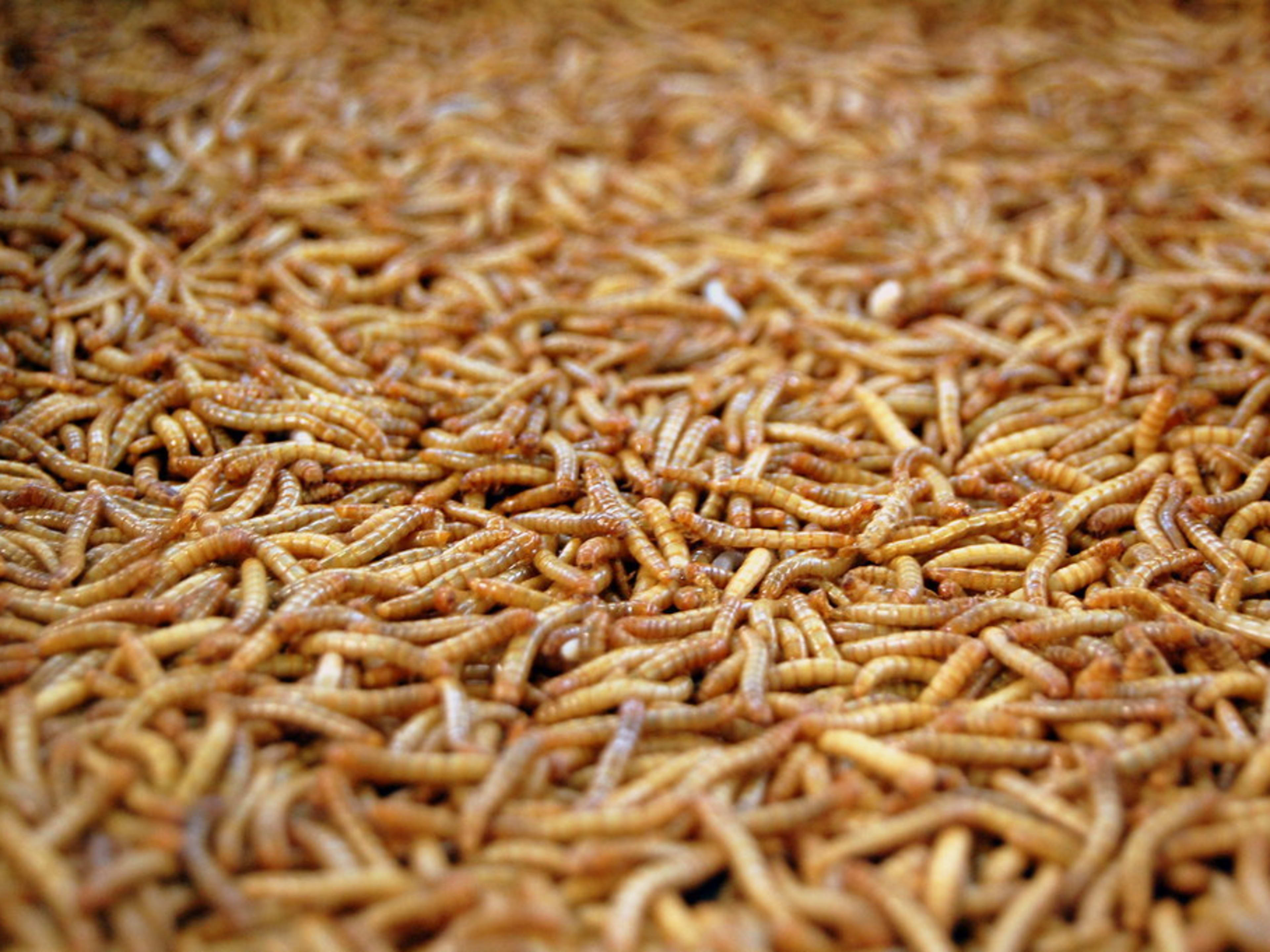 What Are Maggots and How to Get Rid of Them - Dengarden