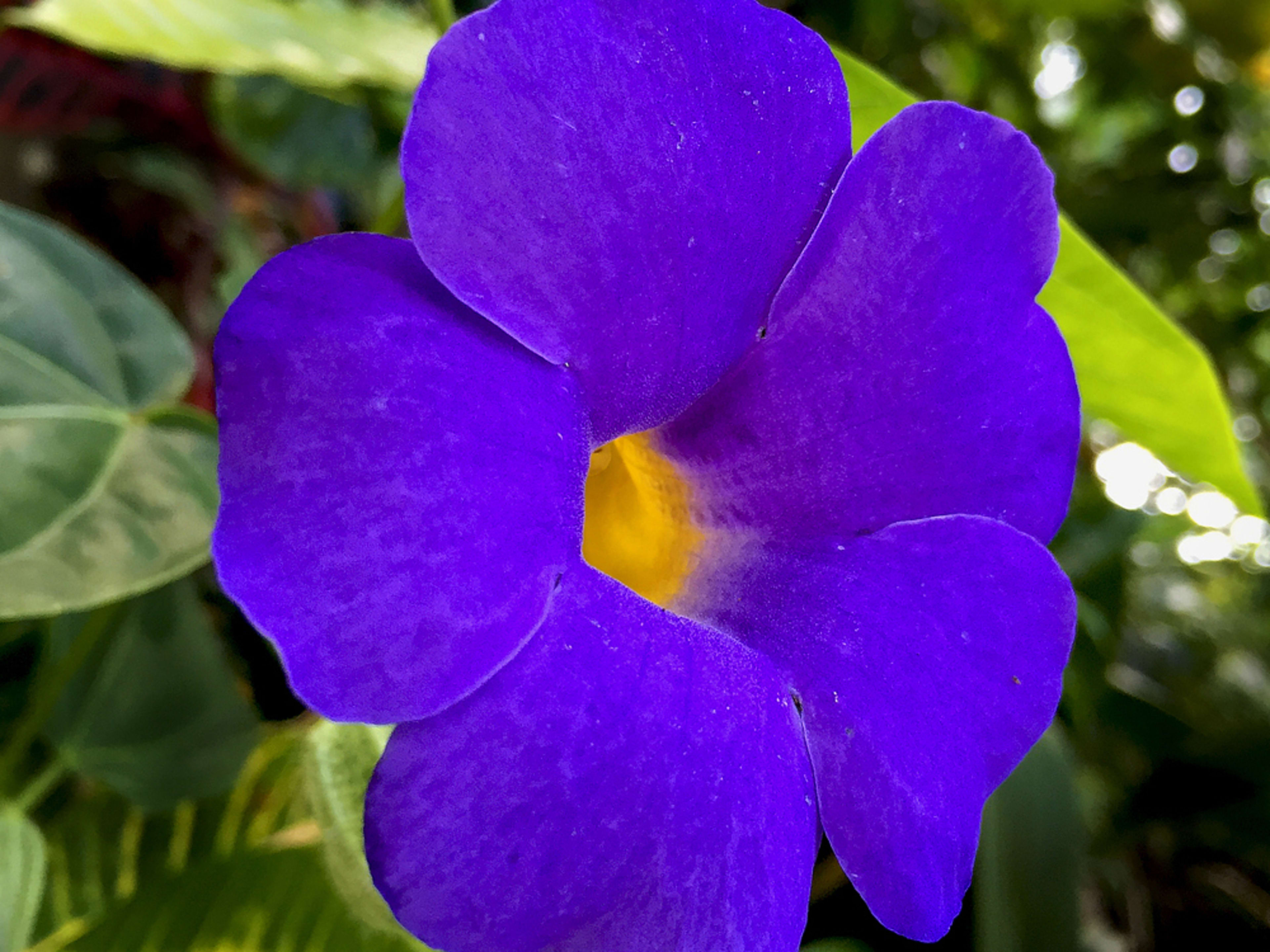 5 Easy-to-Grow Tropical Vines With Dazzling Blue Flowers
