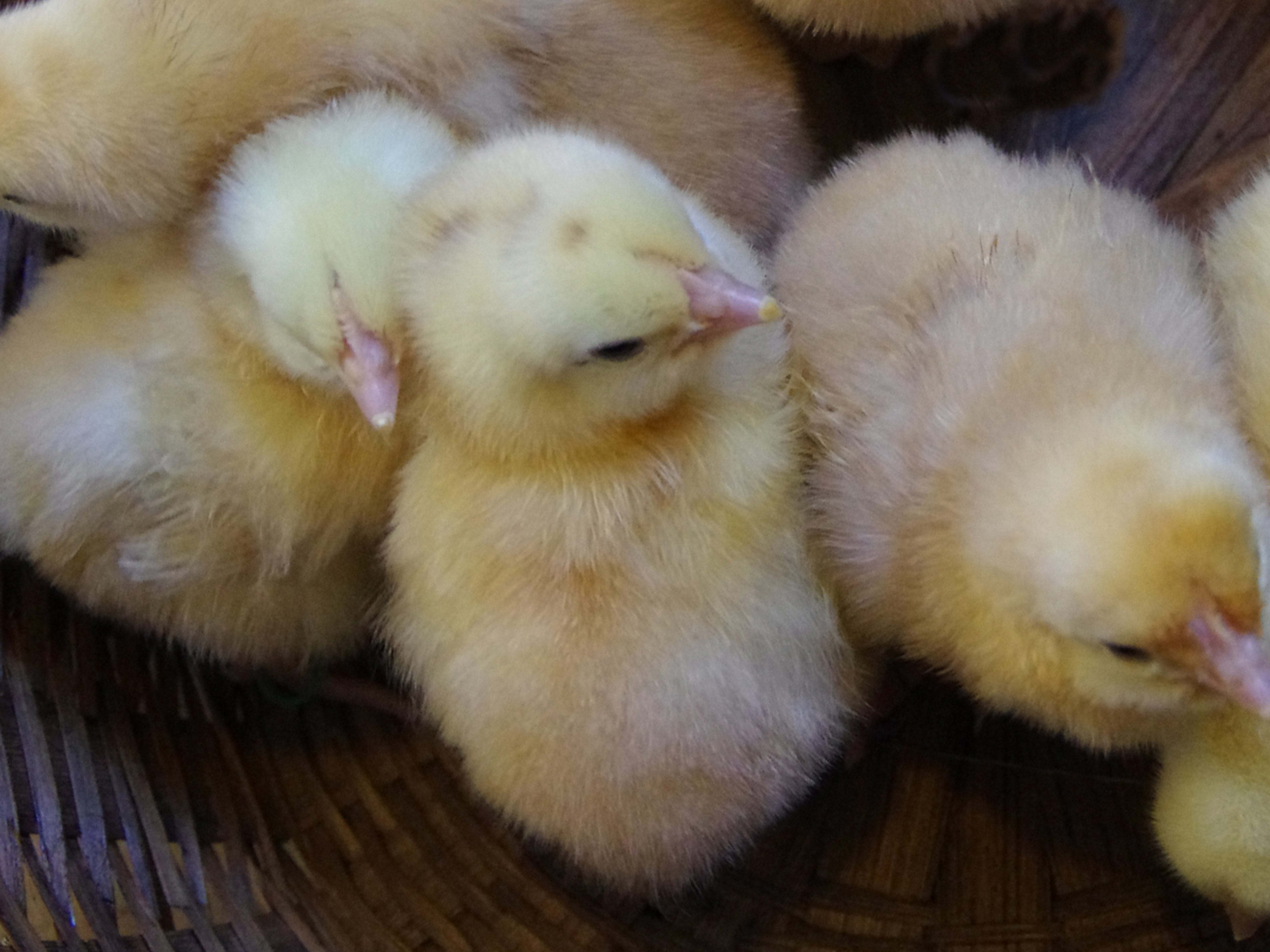 What Are Euskal Oiloas (or Basque Hens) and Why Would Anyone Want These ...