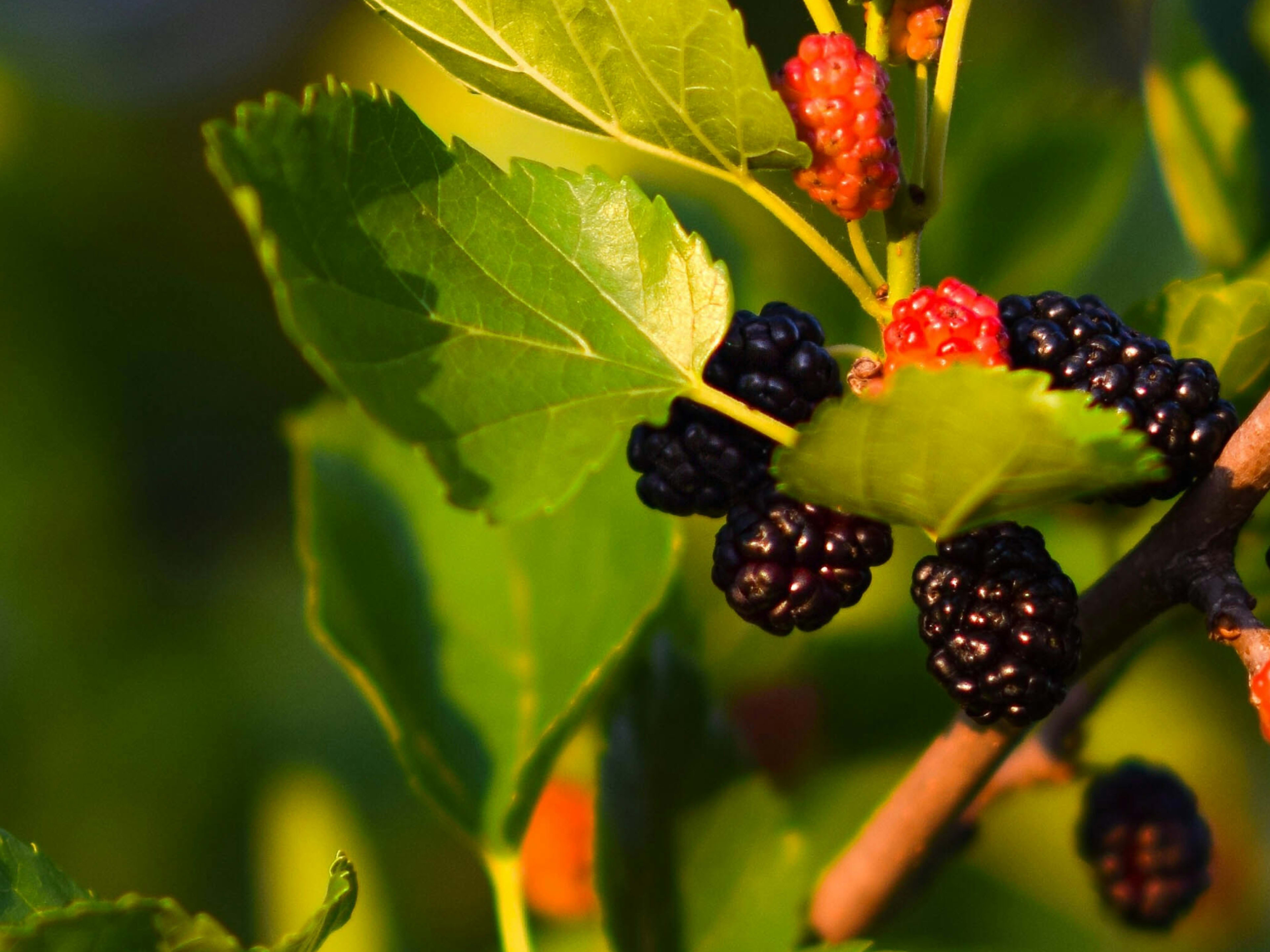 Growing and Caring for Mulberry Trees