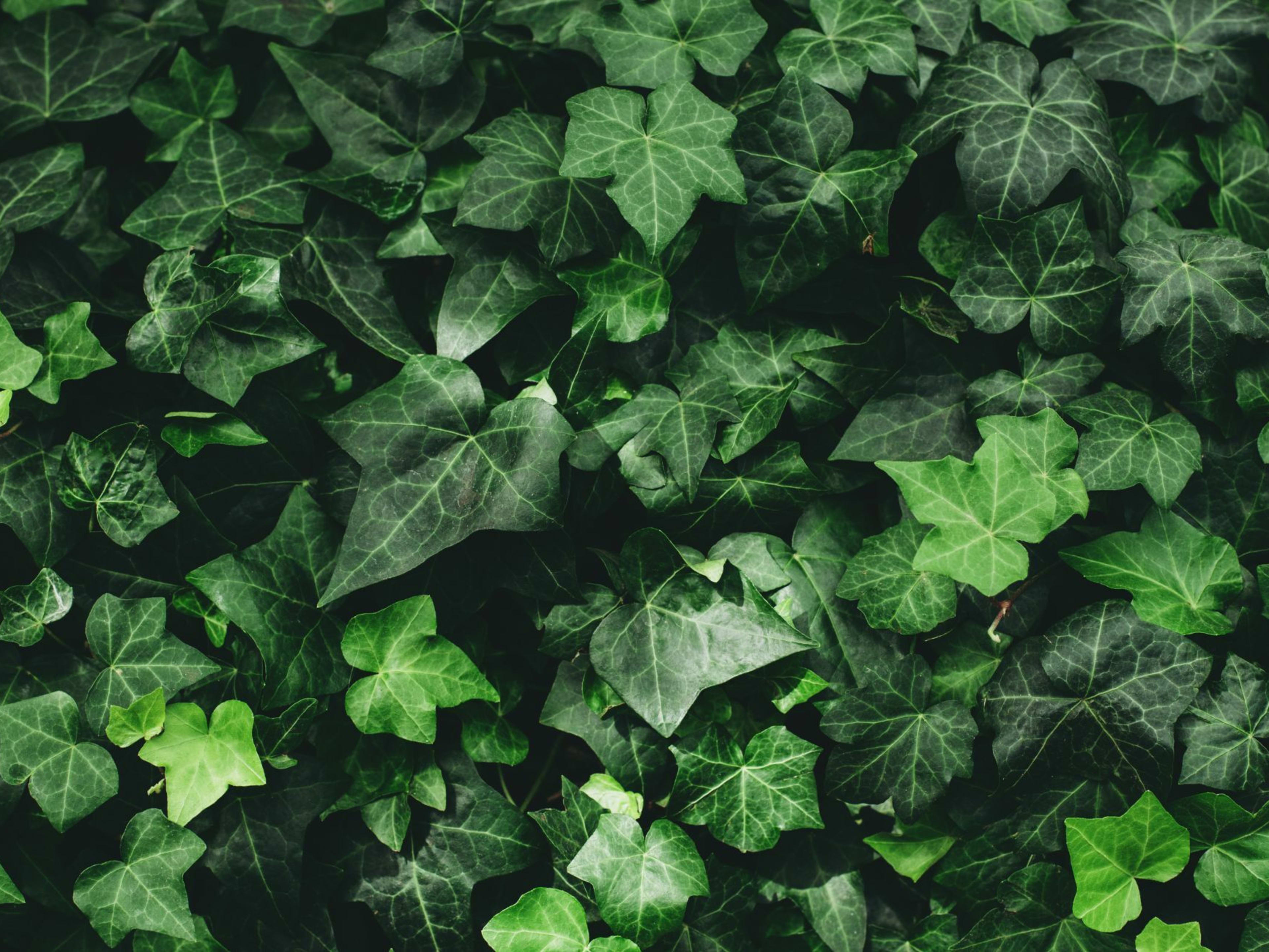 English Ivy Facts, Uses, and Problems - Dengarden