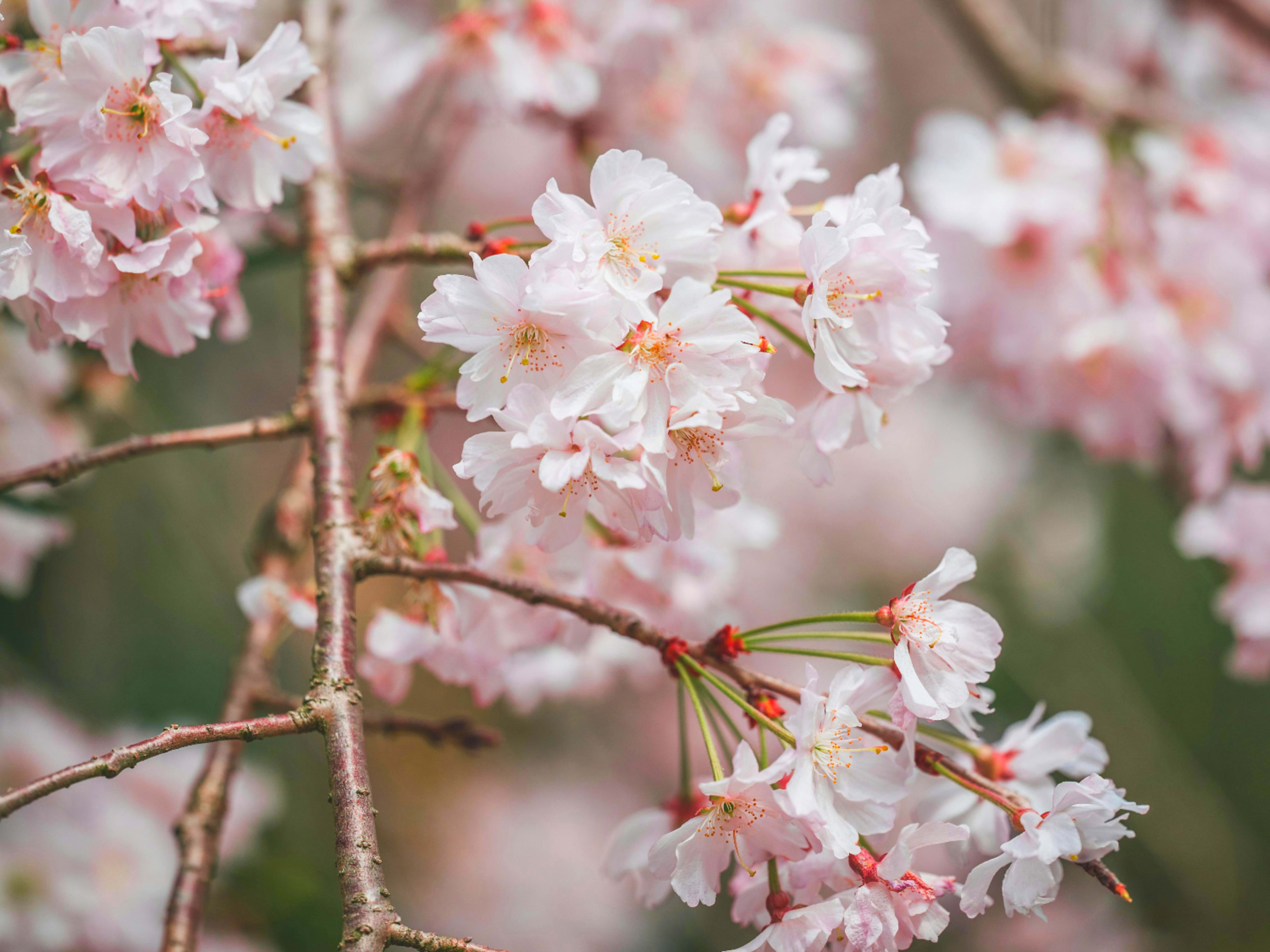Growing and Caring for Weeping Cherry Trees