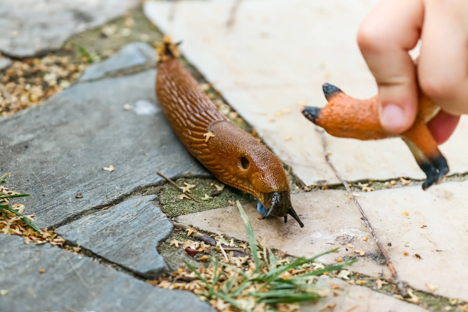 Slug - Dengarden