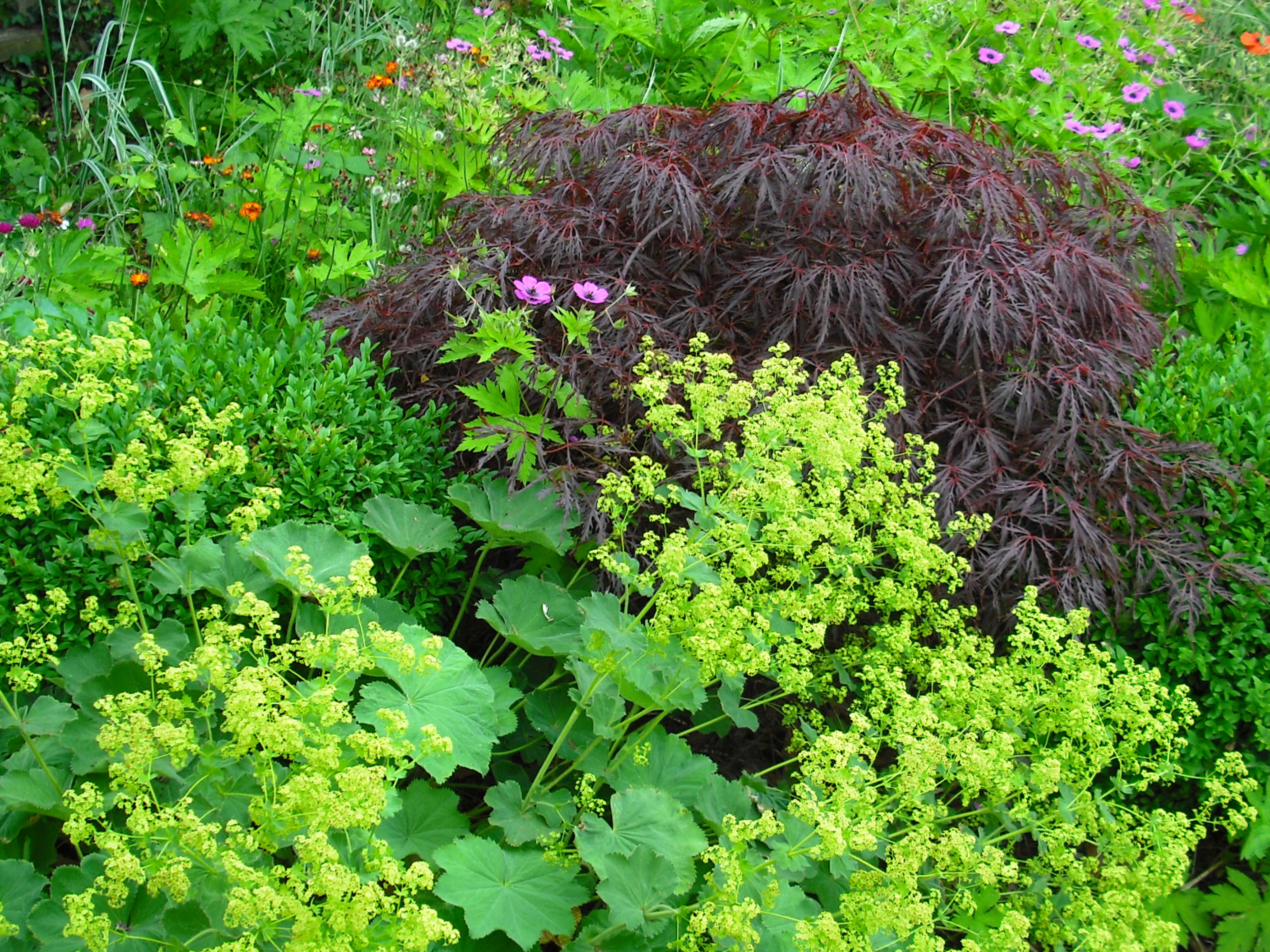9 Perennial Herbs for Zones 5 and Higher - Dengarden