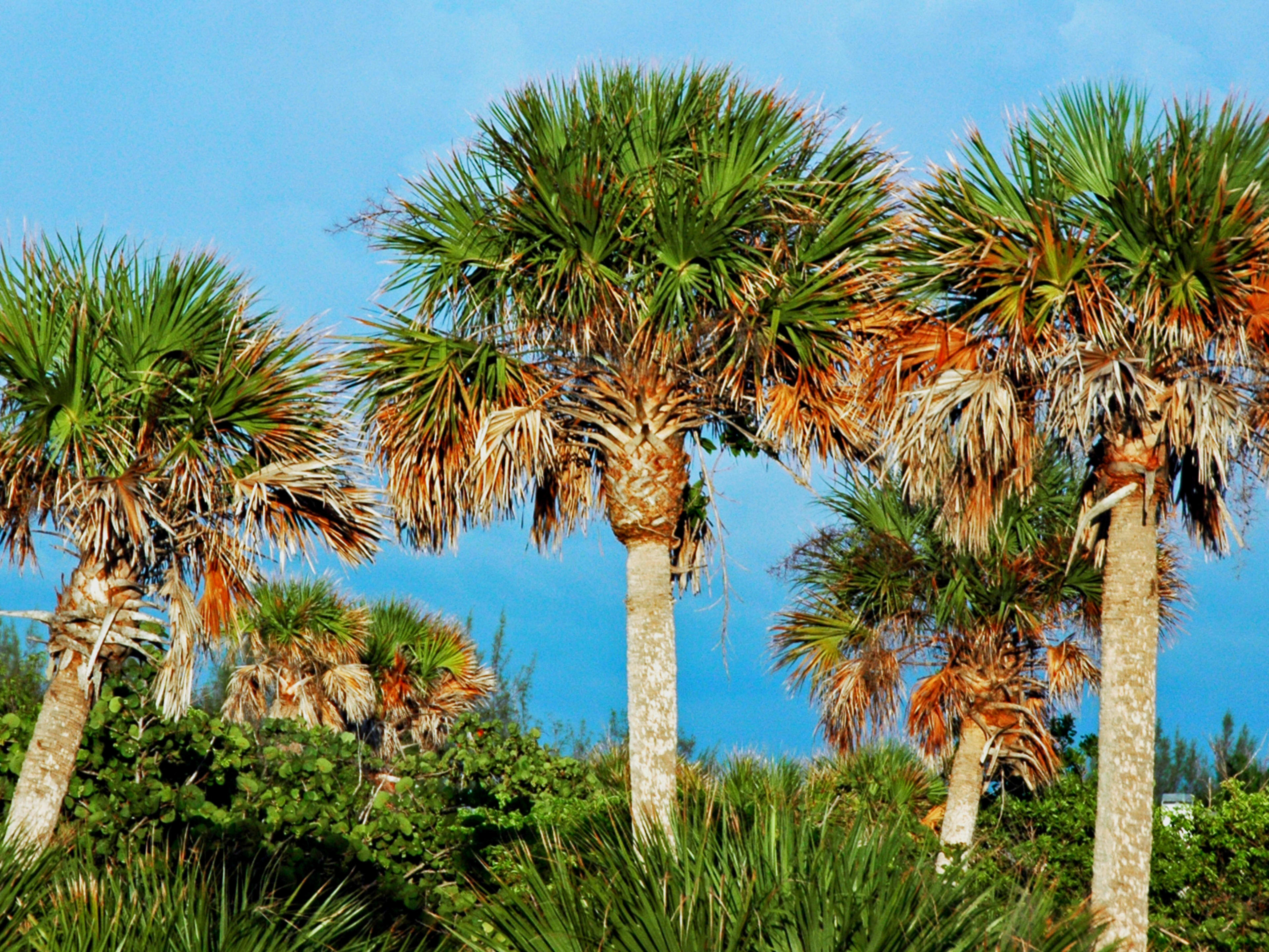 Growing and Caring for Palmetto Trees - Dengarden