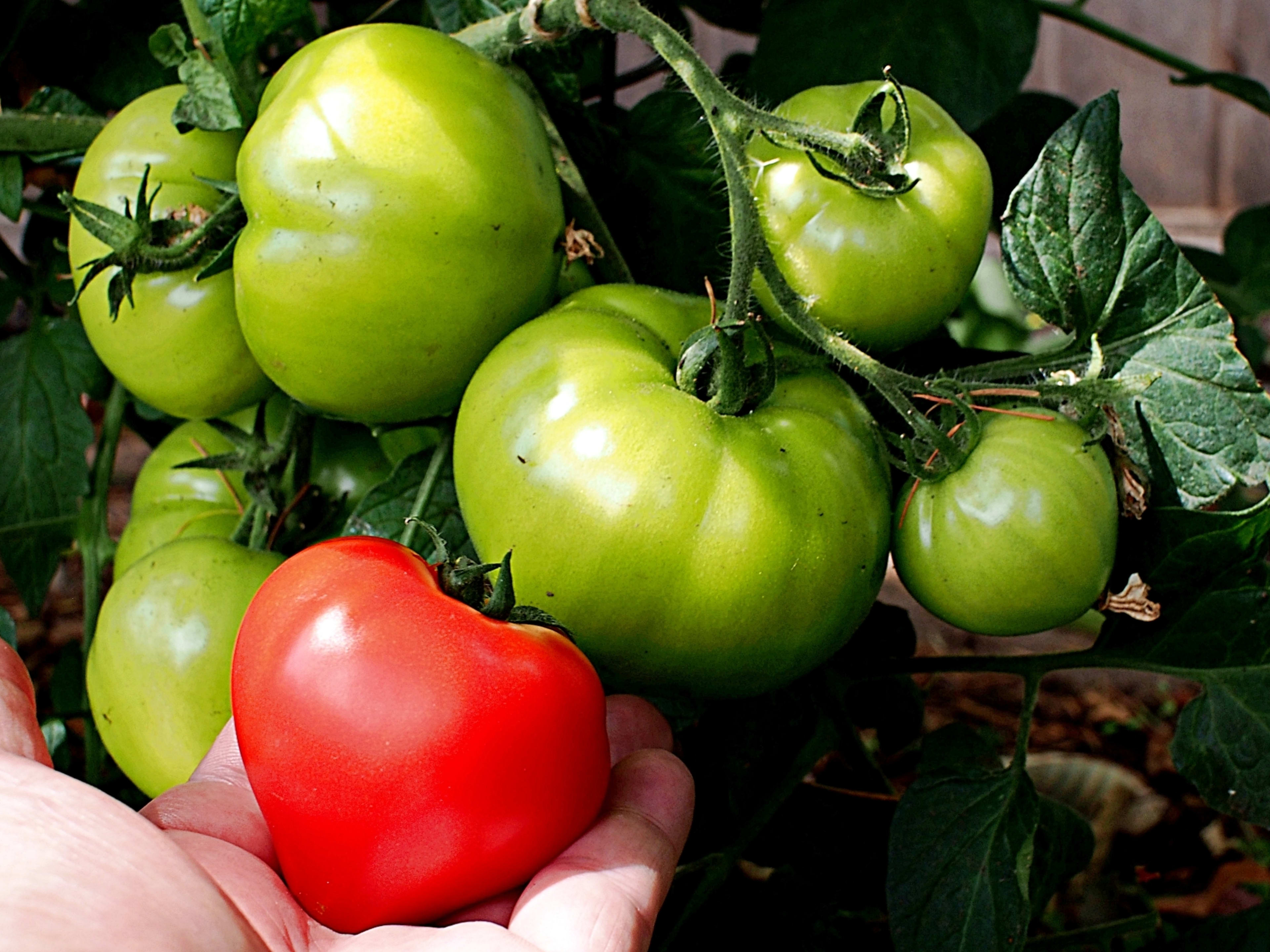 A Beginner's Guide to Growing Tomato Plants - Dengarden