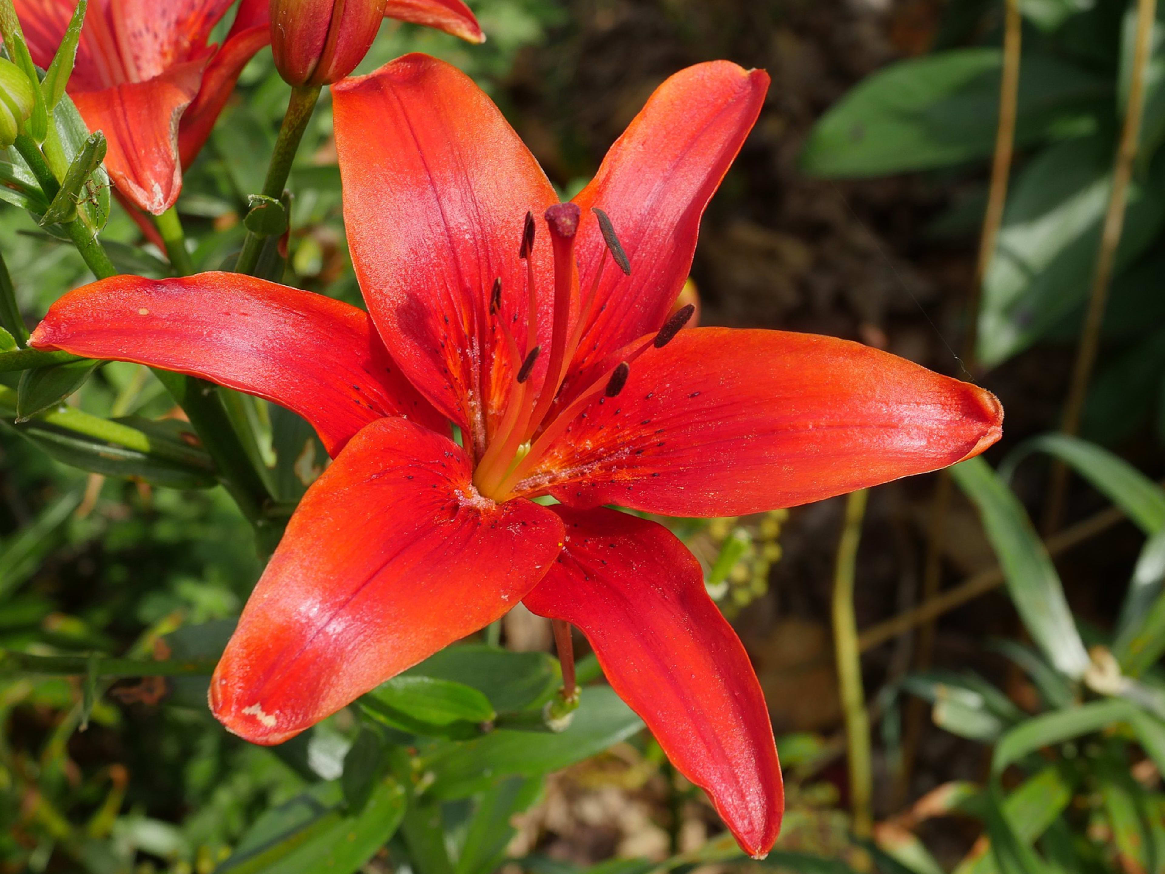 How to Grow Asiatic Lilies - Dengarden