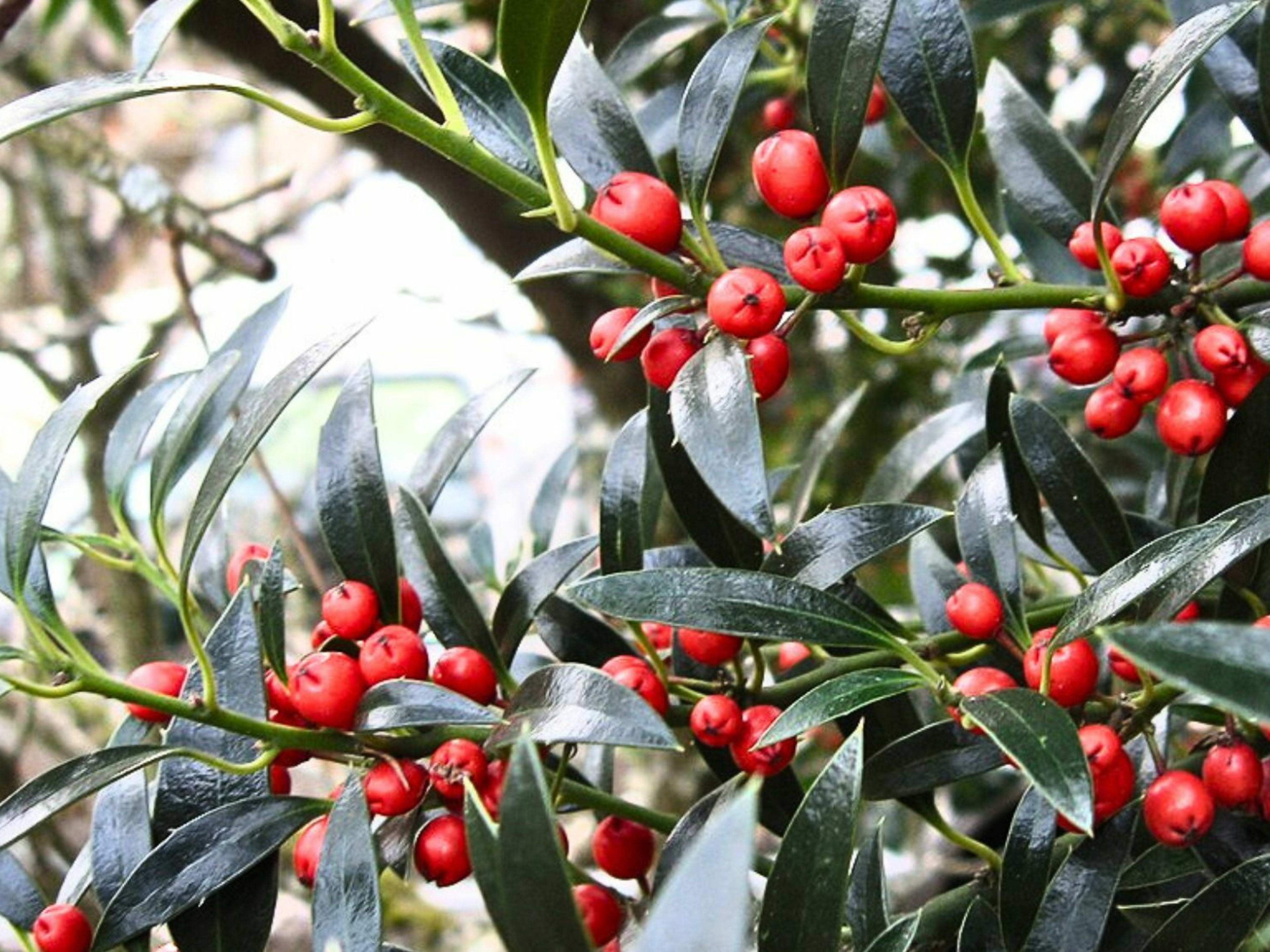 The Best Shrubs and Bushes That Grow in Partial, Dappled, or Deep-Shade ...