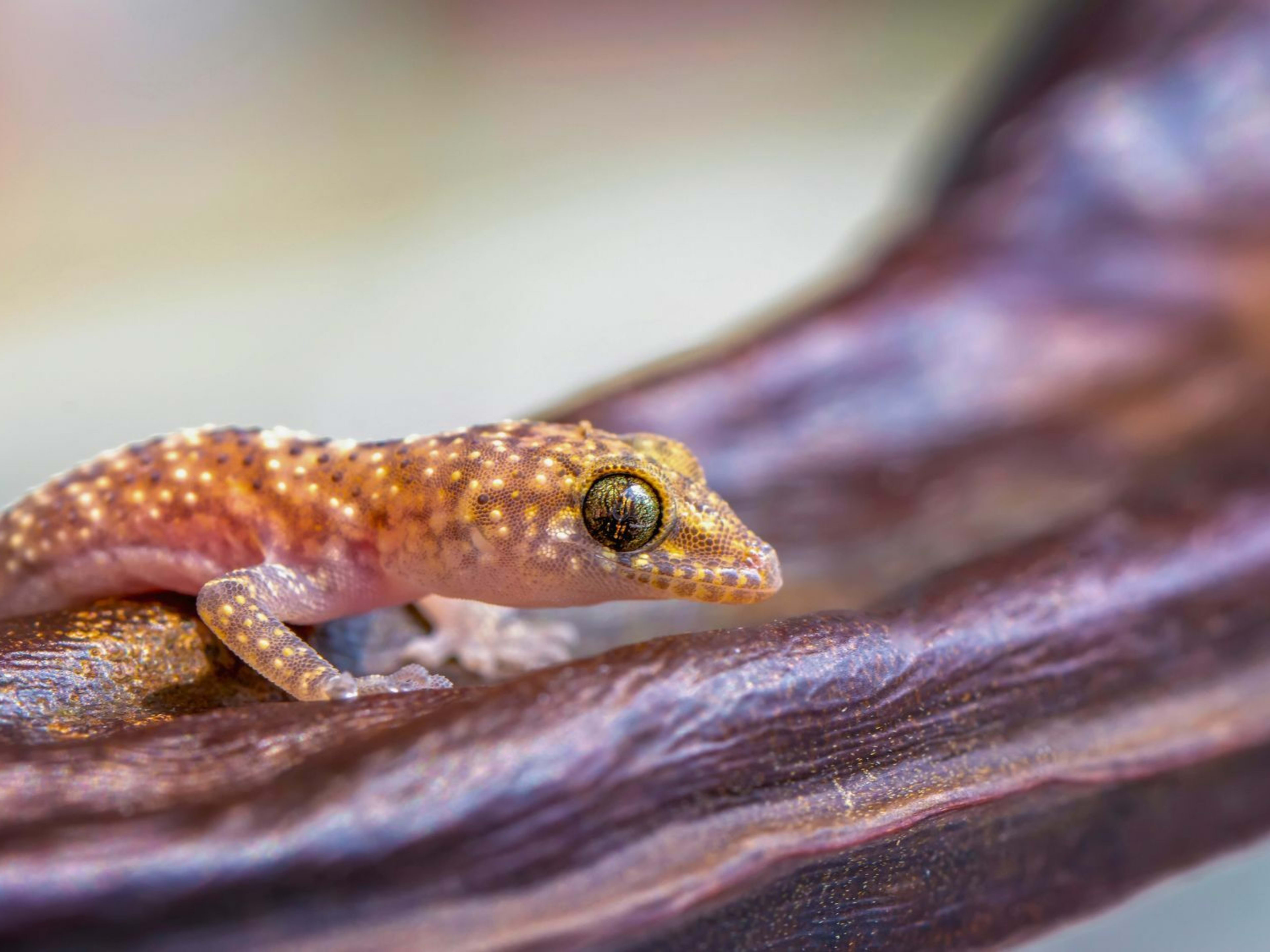 How to Attract Geckos to Your Garden for Natural Pest Control - Dengarden