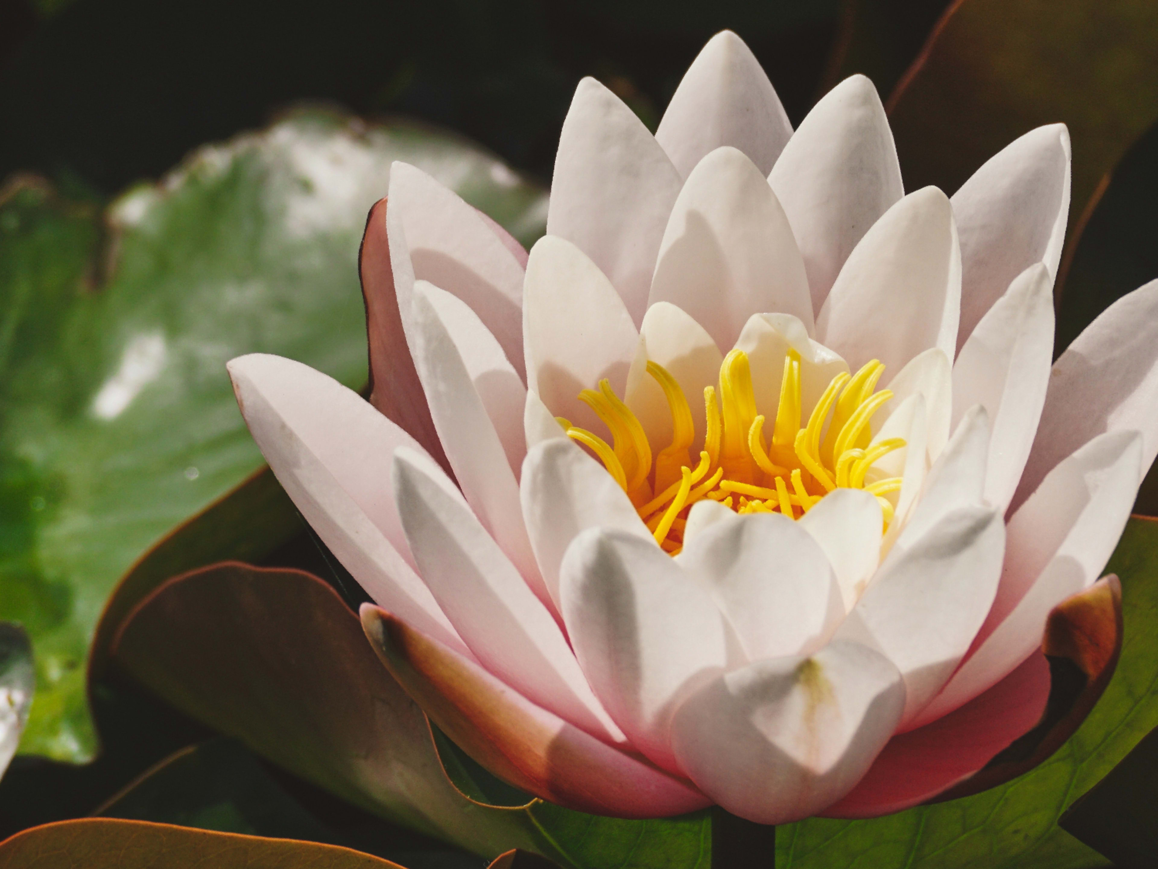 How to Grow Aquatic Flowers in Your Pond or Water Garden - Dengarden