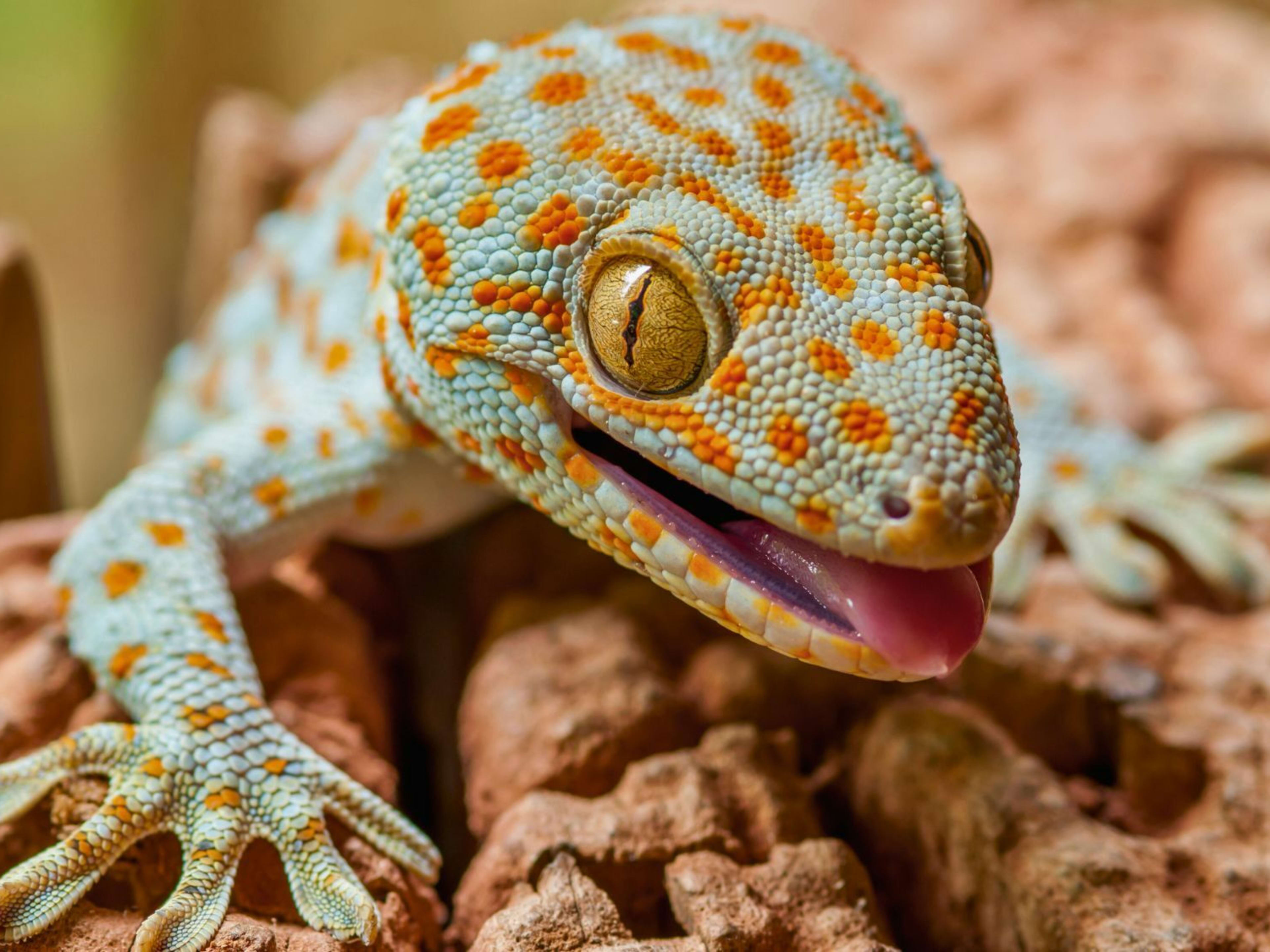 Homemade Gecko Repellant: A Natural Way to Repel Gecko Lizards - Dengarden