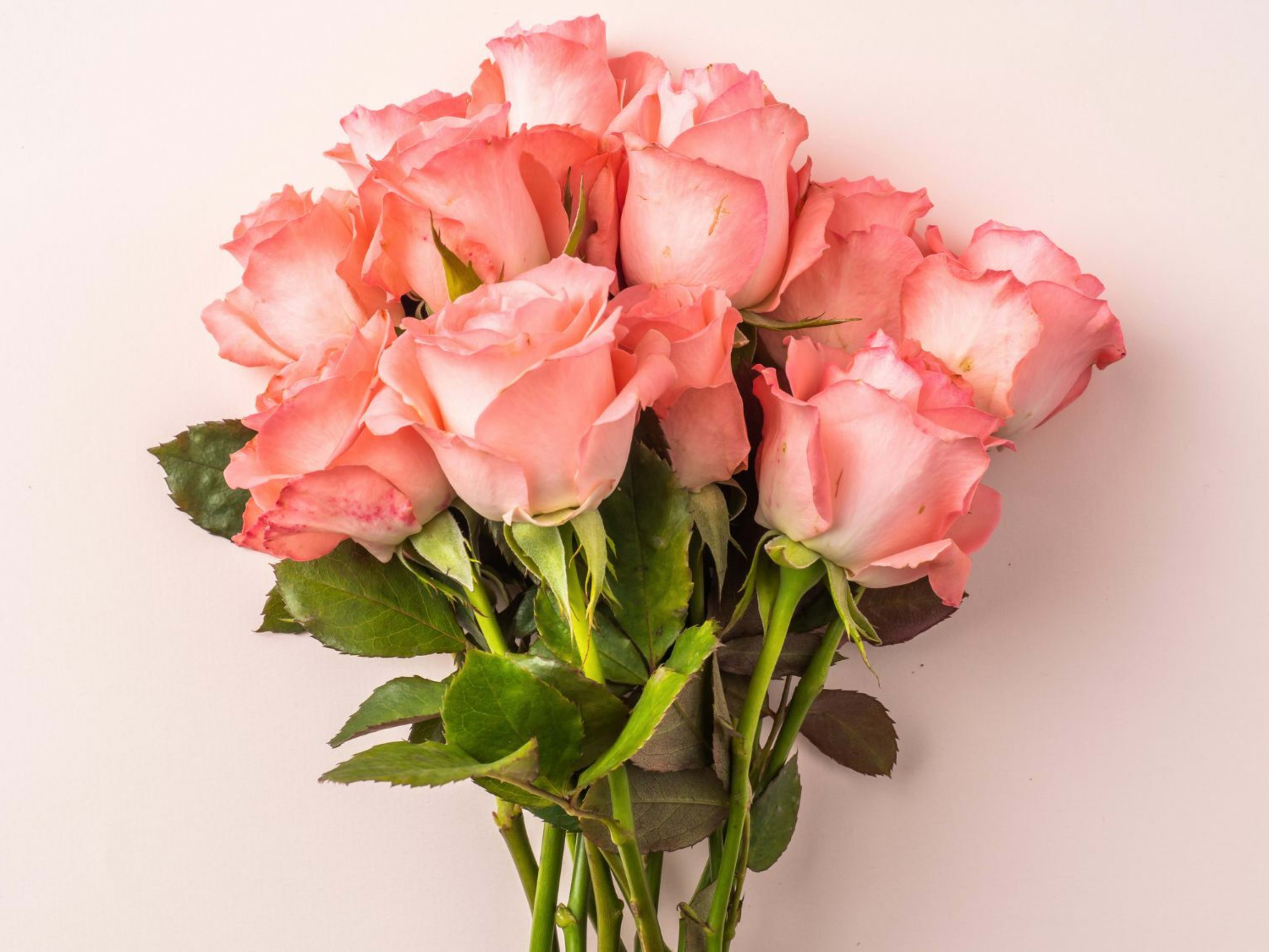 100 Different Types of Roses - Dengarden