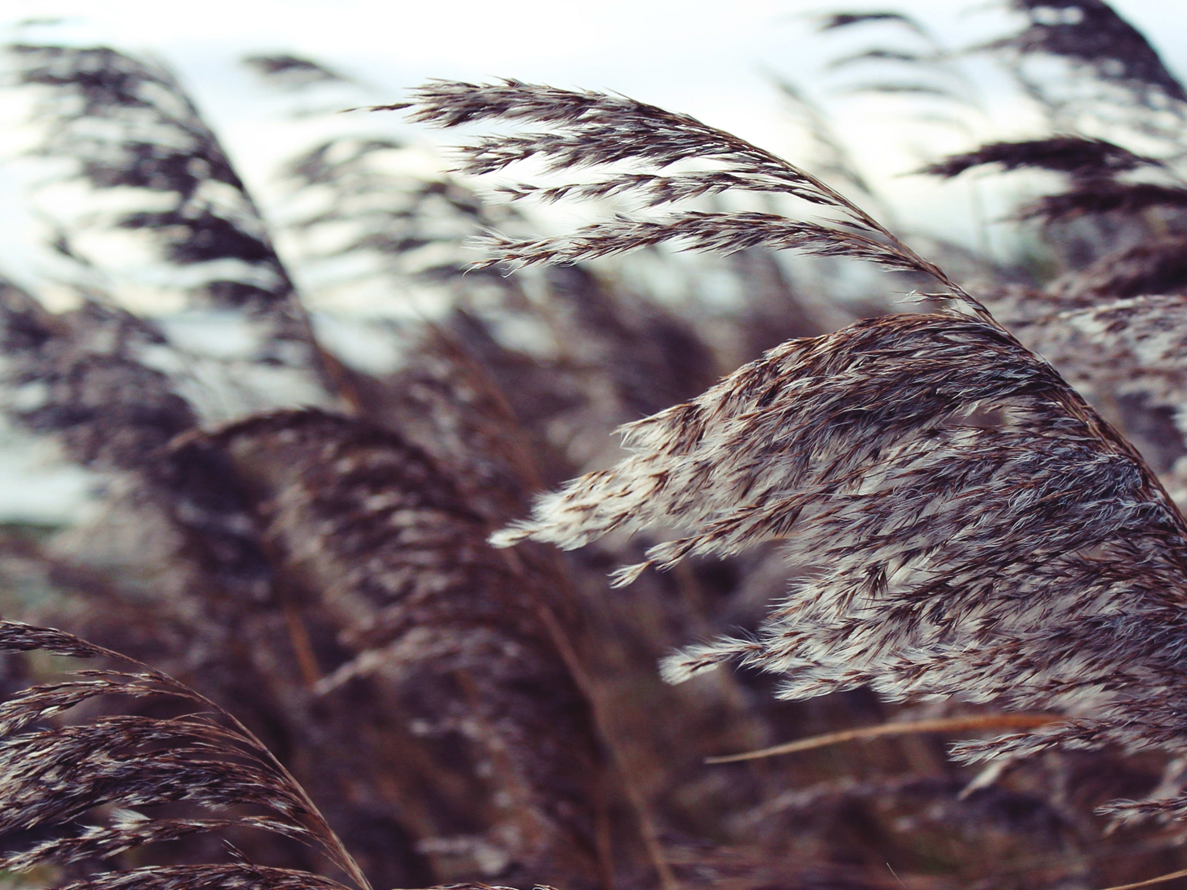 10 Wind-Pollinated Flowers With Planting Tips and Photos - Dengarden