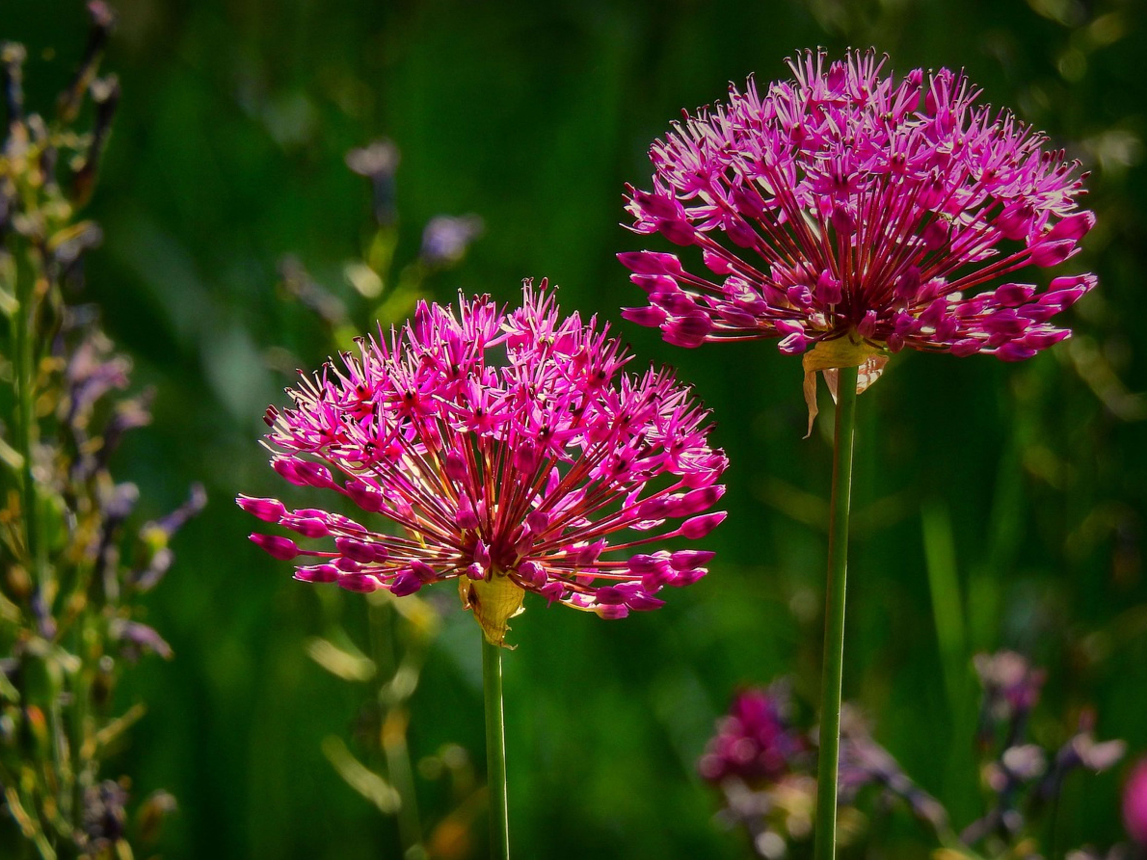 What to Do With Sprouted Onions or Garlic Cloves - Dengarden