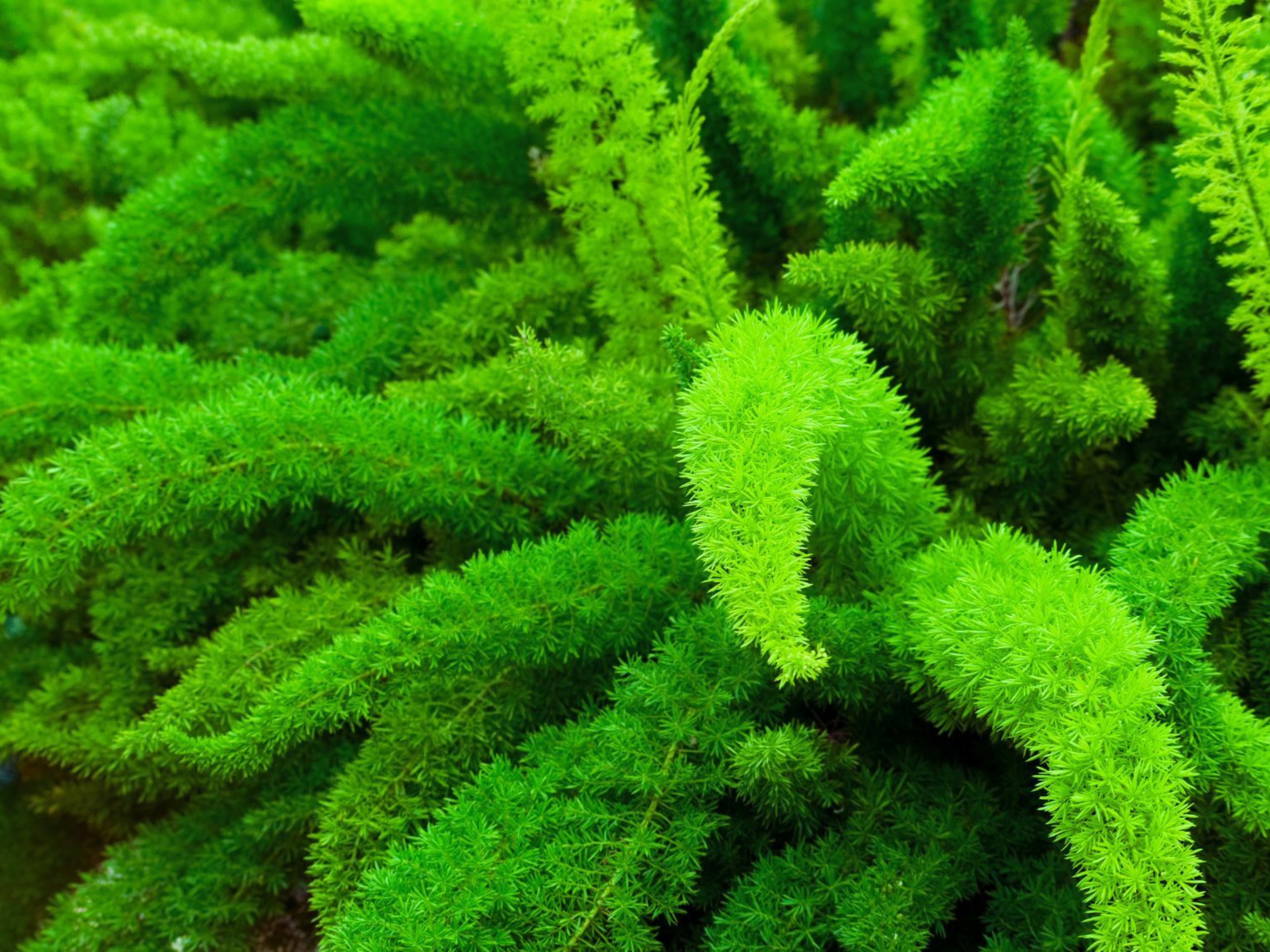 10 Reasons to Plant the Foxtail Fern (and How to Propagate) - Dengarden