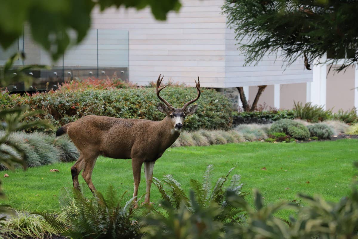 10 Smells Squirrels, Chipmunks, and Other Garden Critters Hate - Dengarden