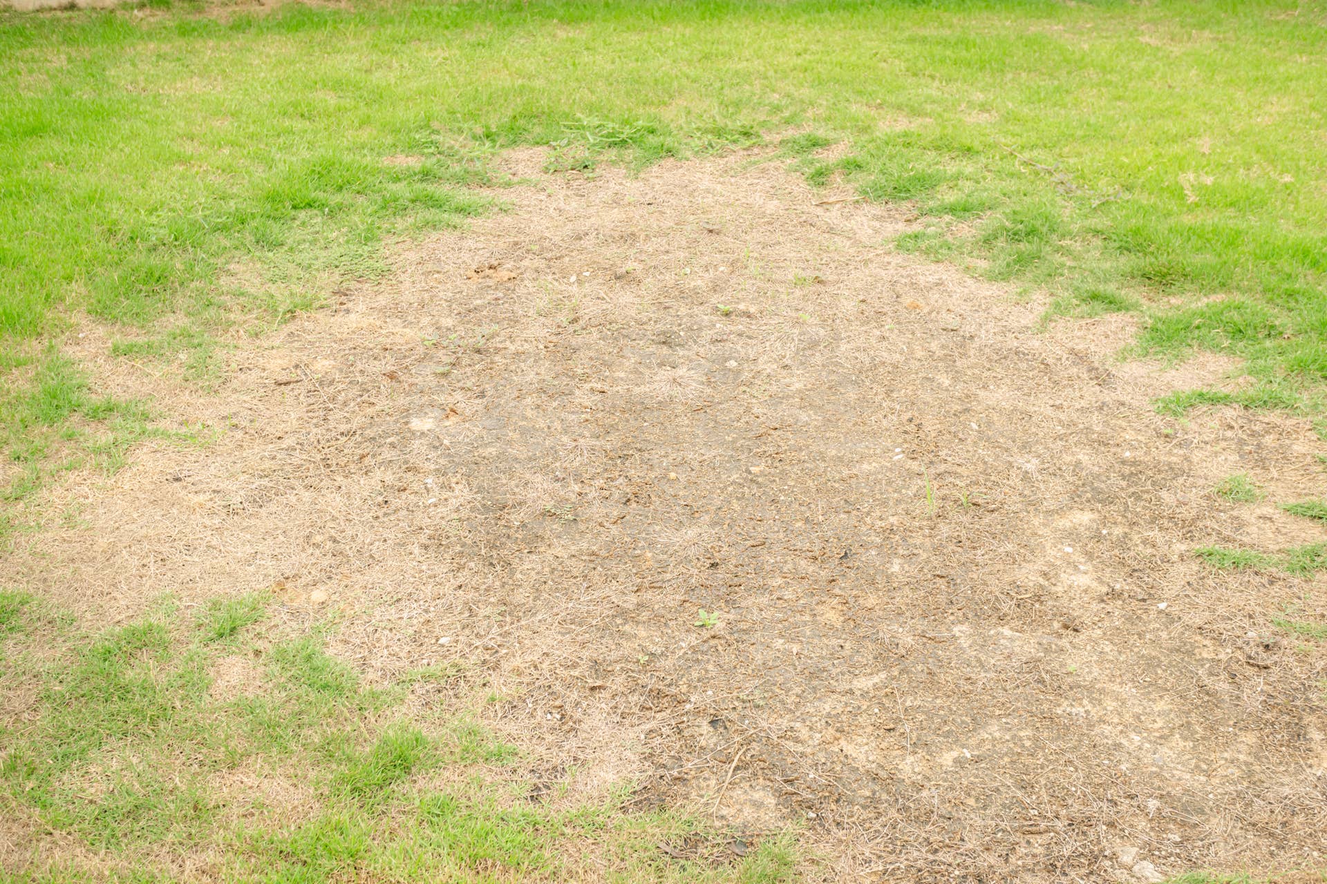 Foolproof Technique Promises to Revive Bare Spots in Any Lawn - Dengarden