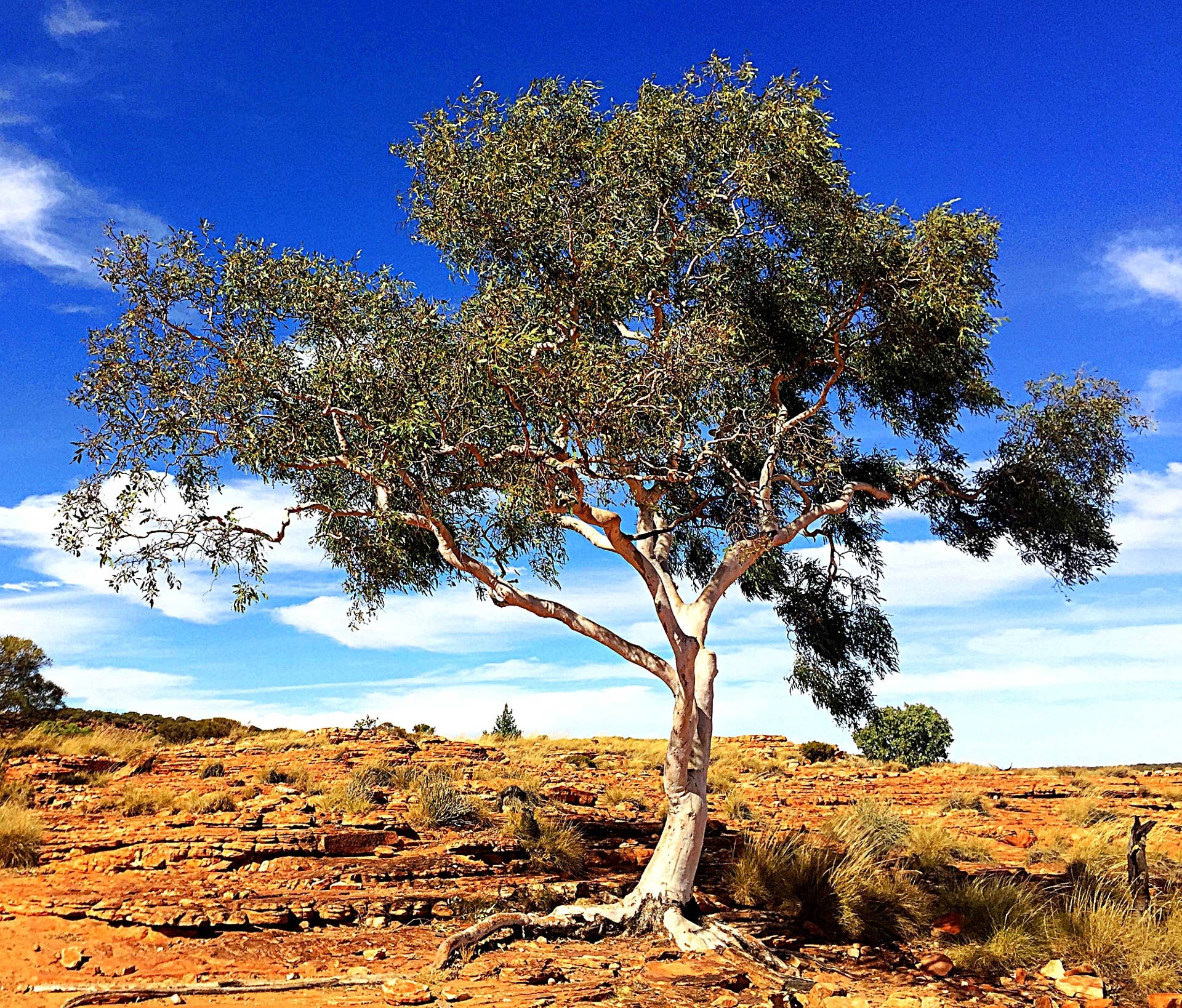 7 Types of Trees With White Bark