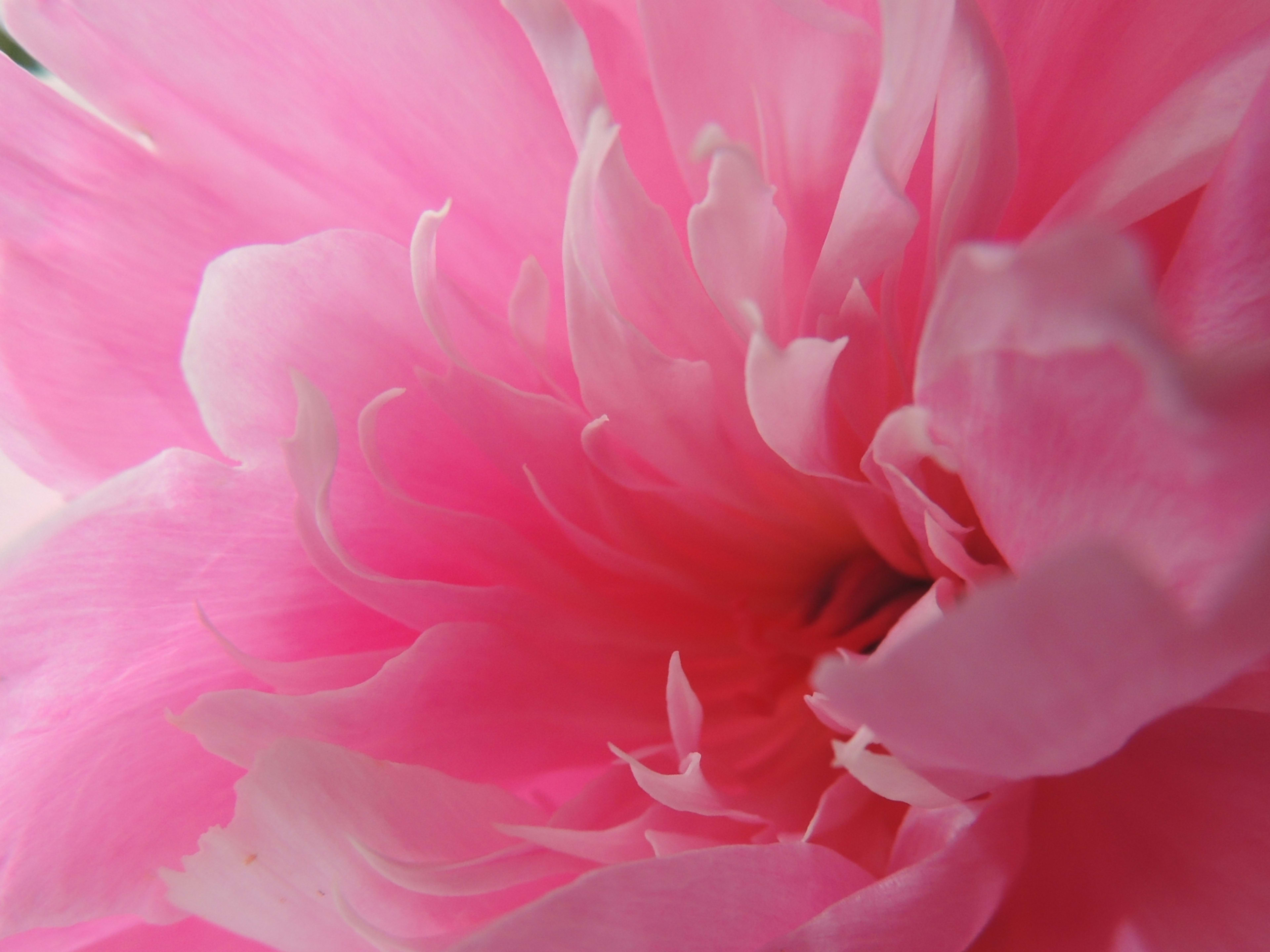 Types of Pink Flowers for Your Garden: Pictures and Tips for Care ...