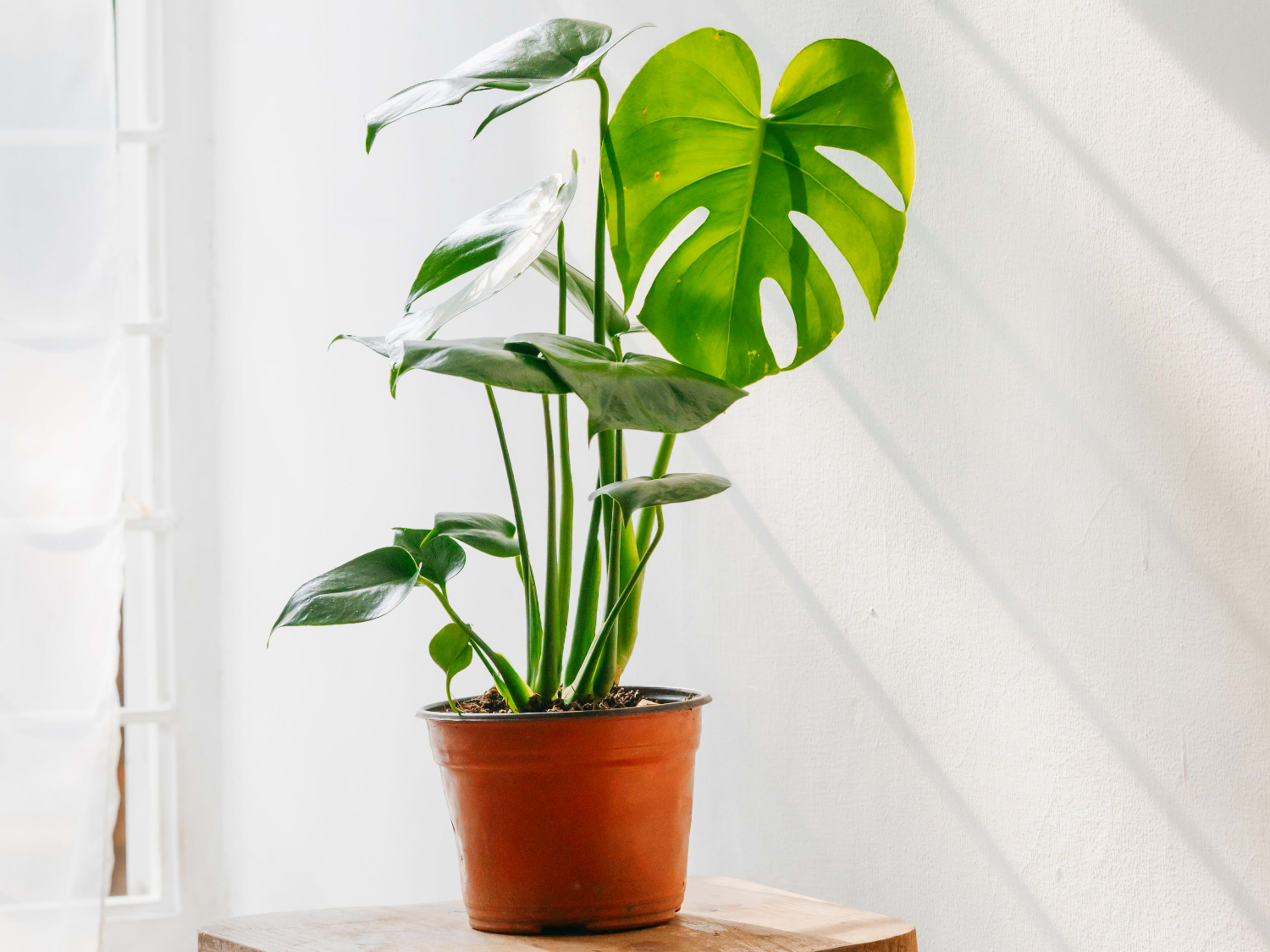 Repotting Monstera: How, When, and All the Steps