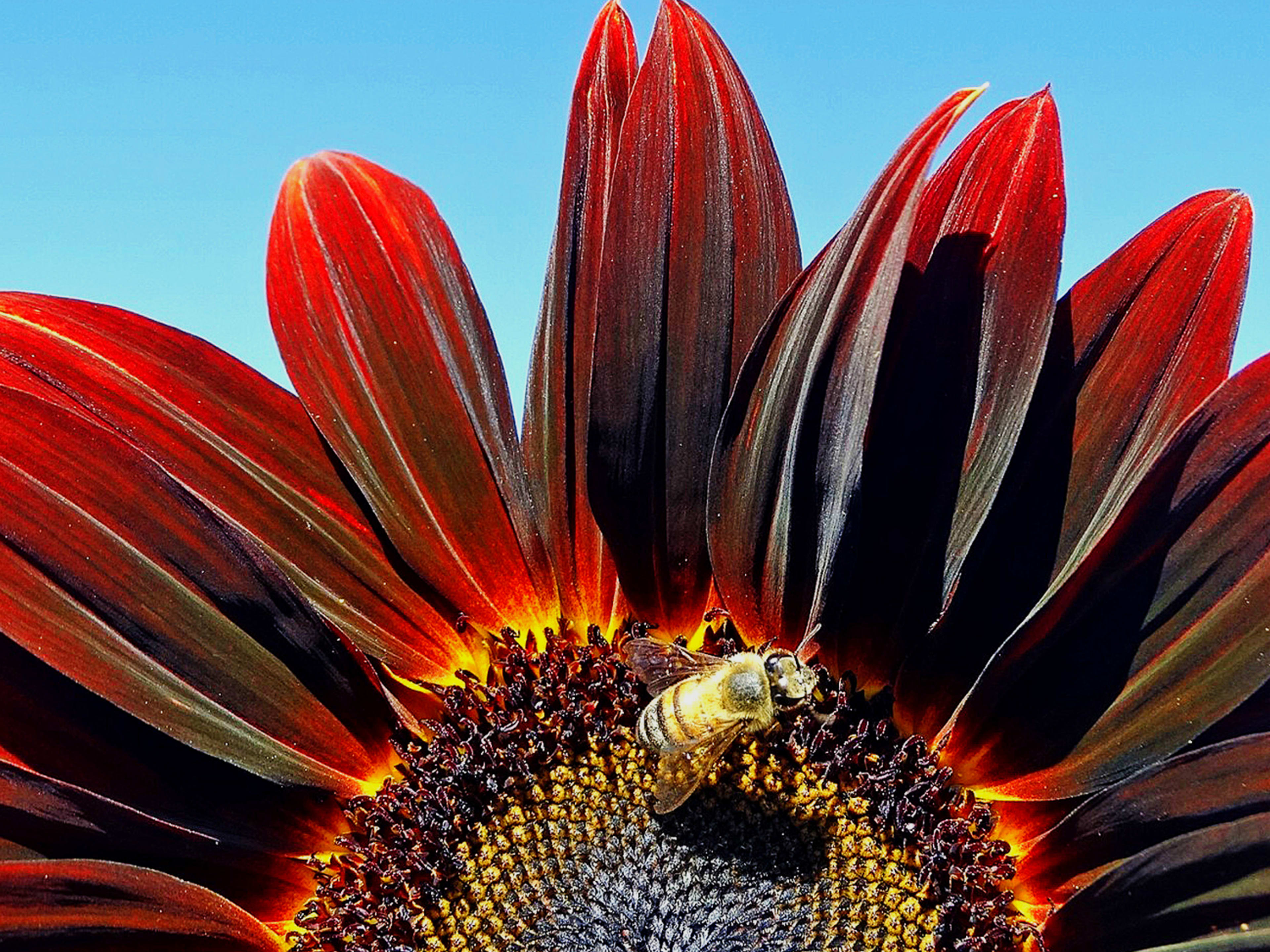 Bright Sunflower Colors to Add to Your Garden
