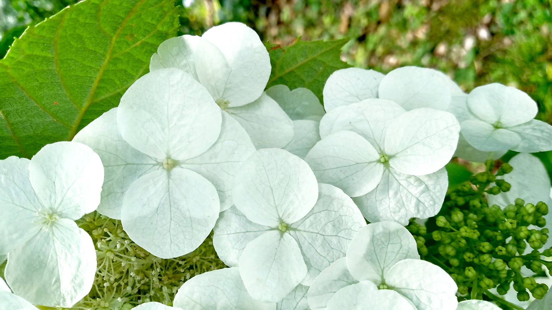 White Flower Plant Identification
