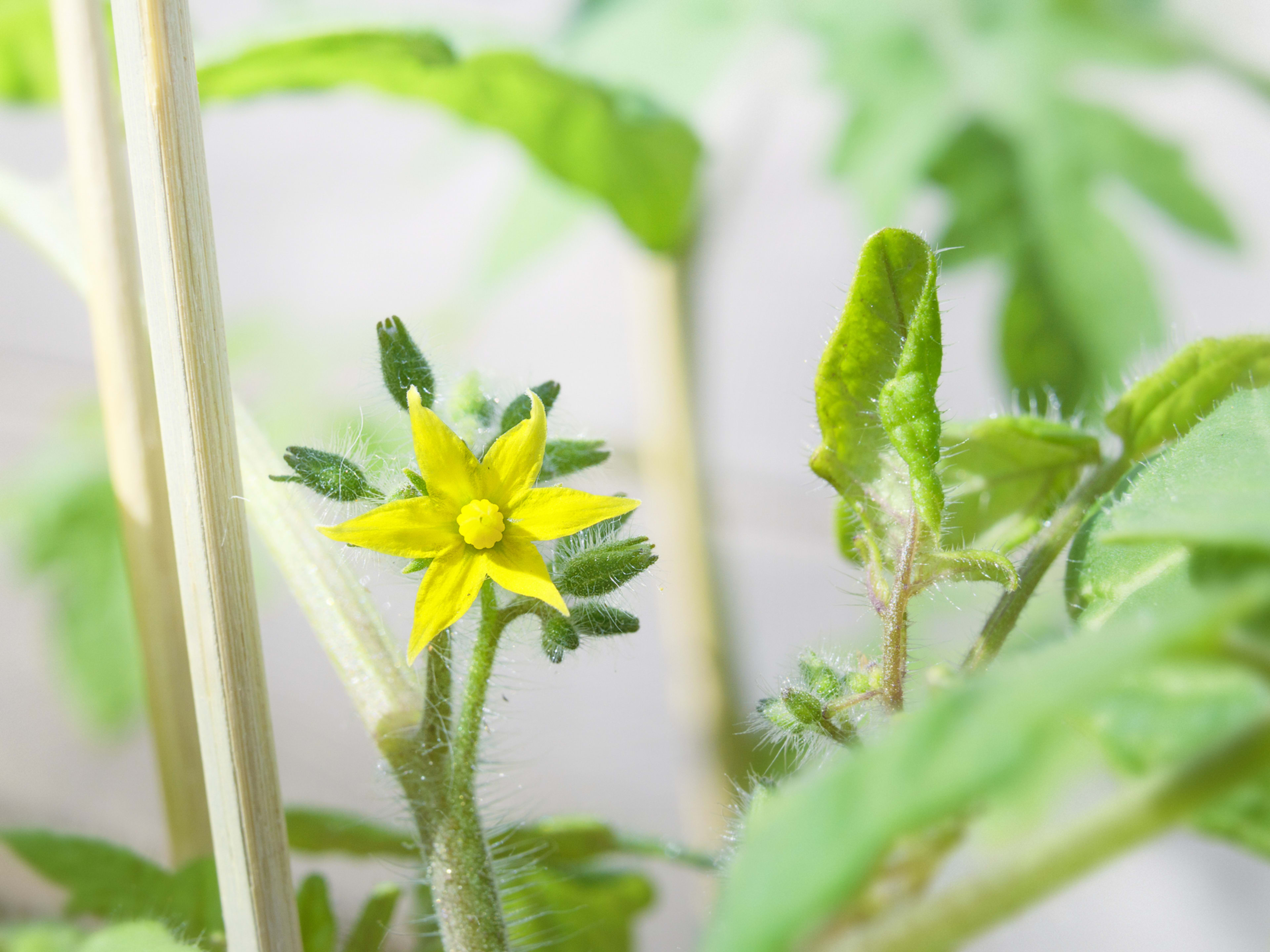 What is Hardening Off Plants? Plus, Why You Need to Do It