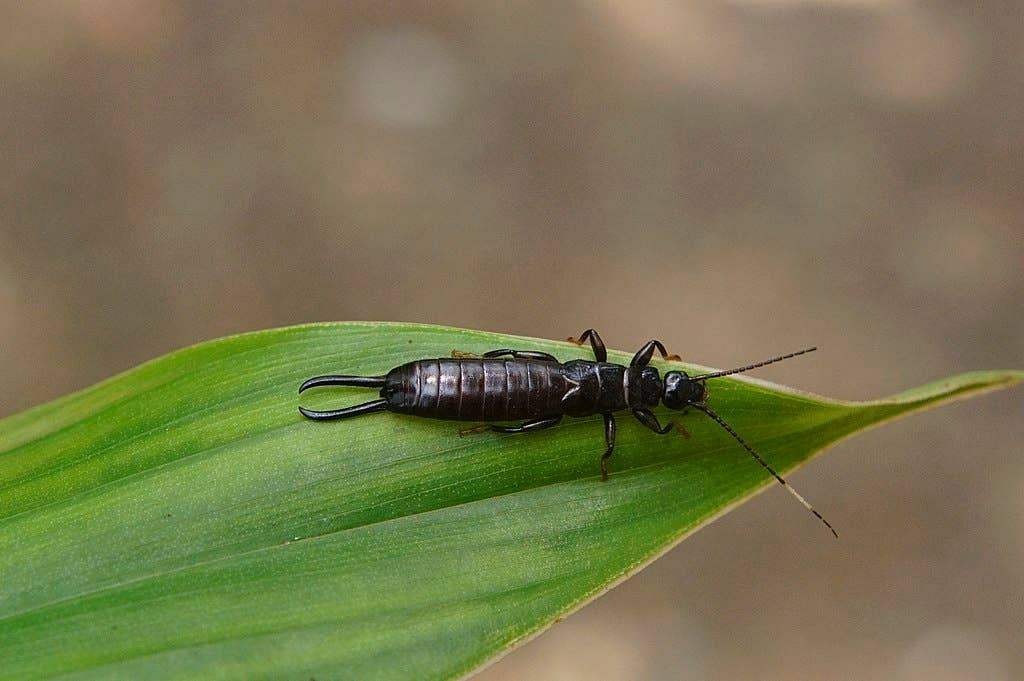 Pest Control - Dengarden