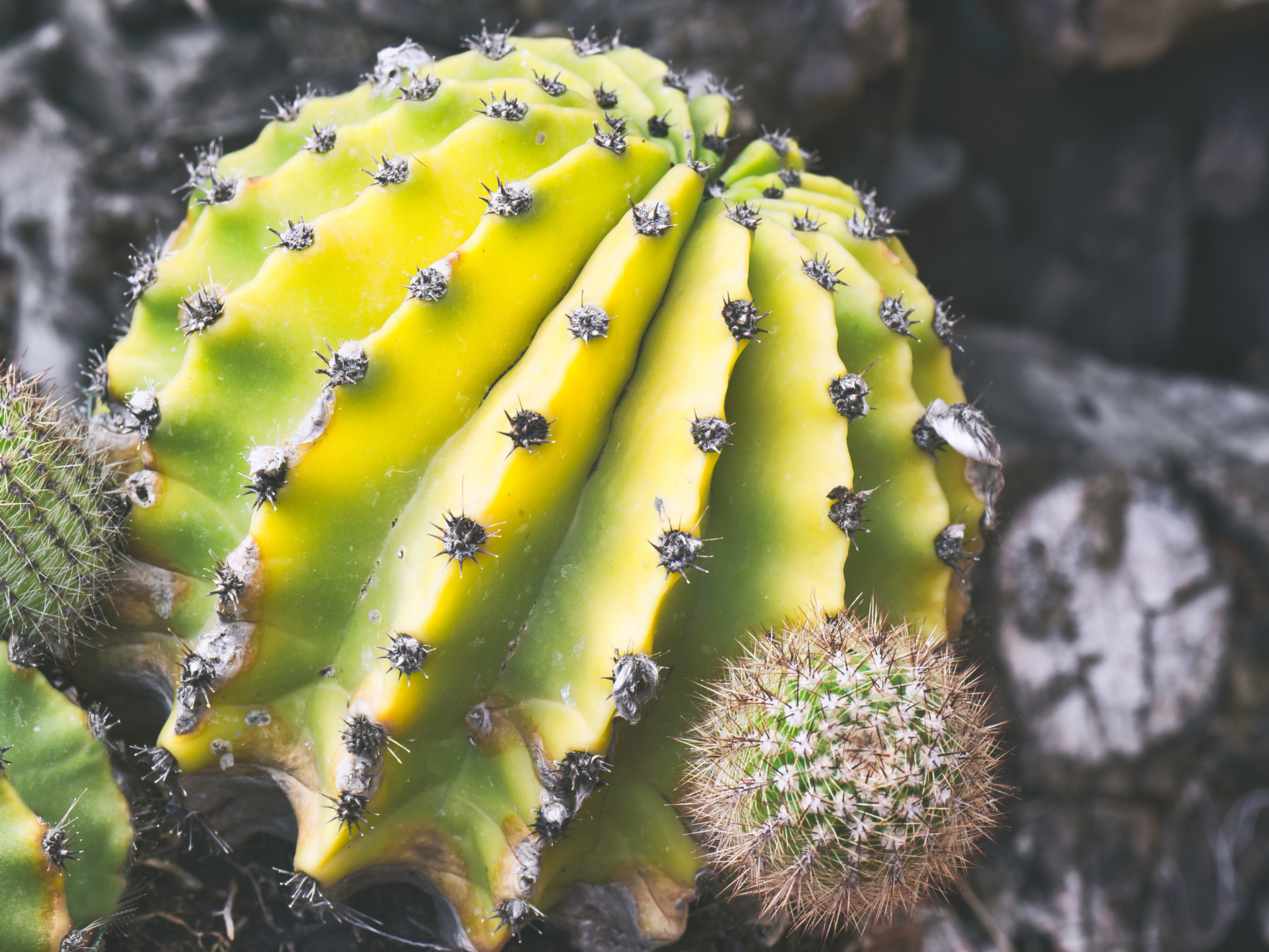 Why Is My Cactus Yellow? Common Causes and Expert Fixes