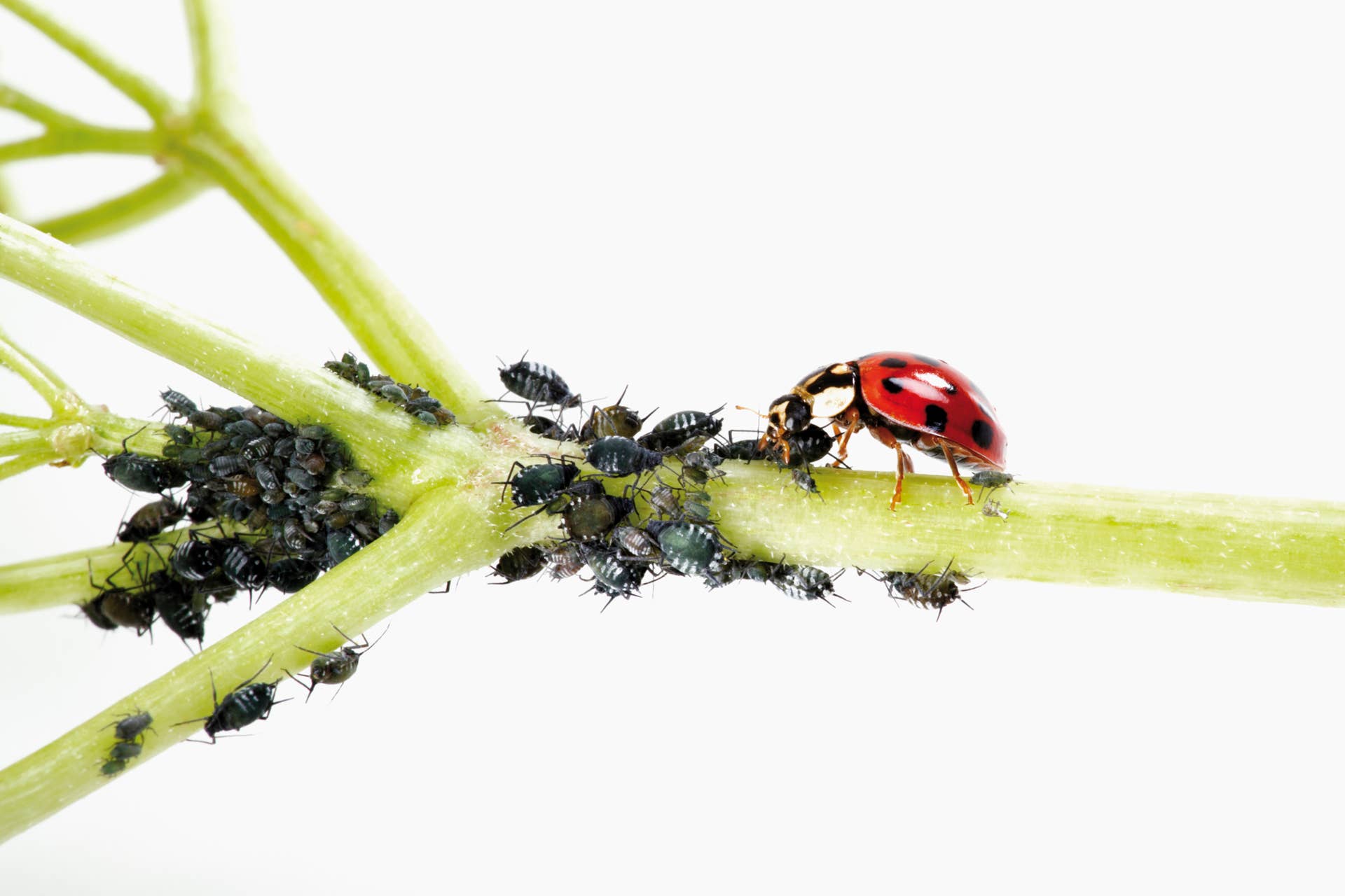 Pro Gardener Reveals The Secret to Keeping Aphids Away Naturally