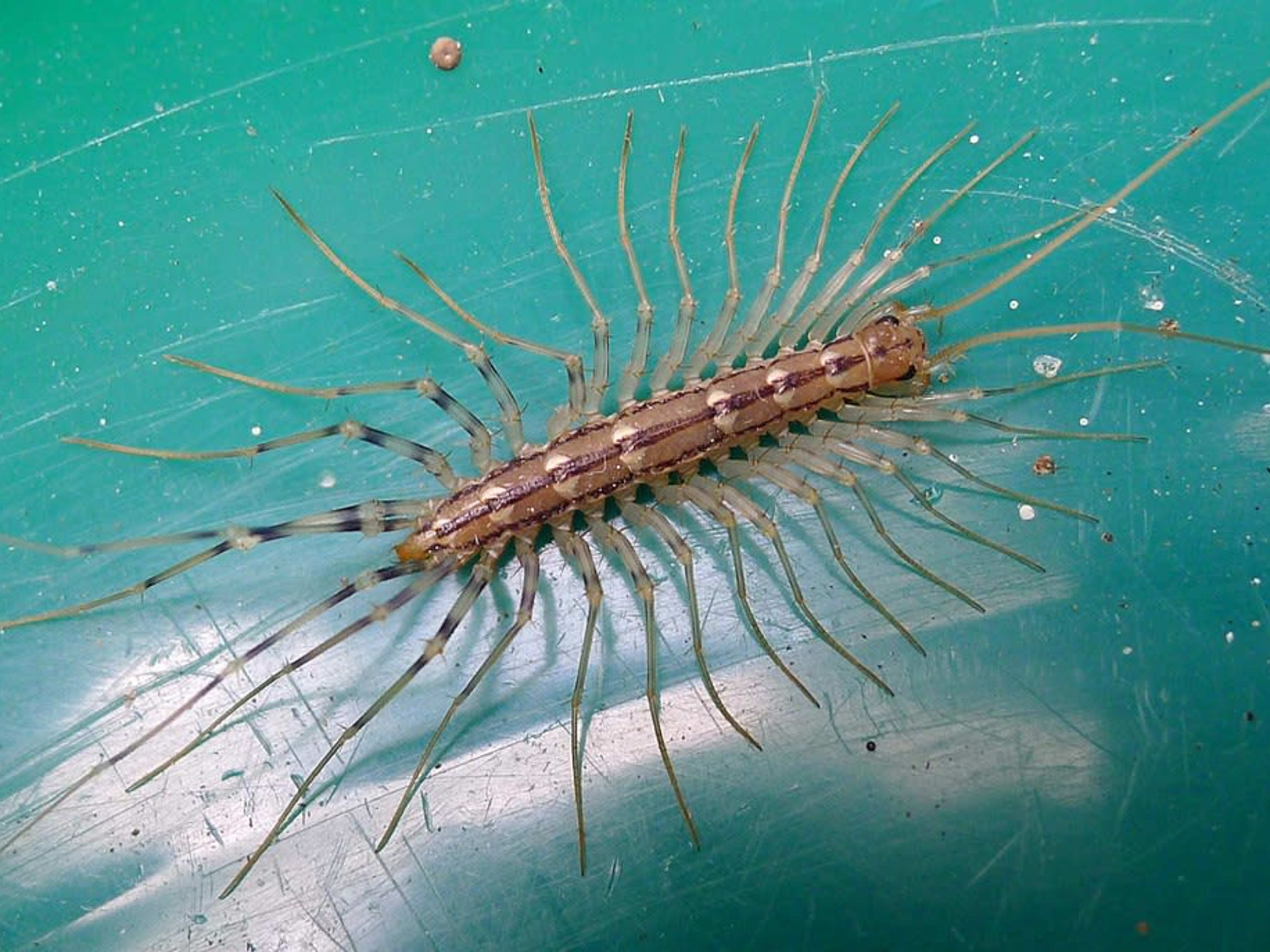 House Centipede Bite Dangerous What Is The Difference Between A
