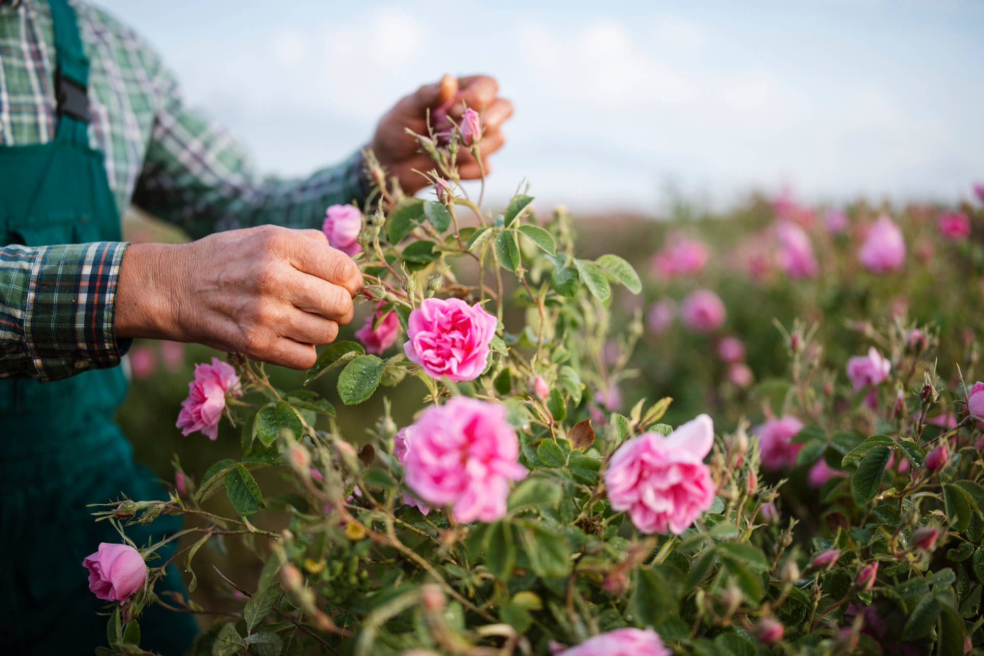 How to propagate roses from cuttings