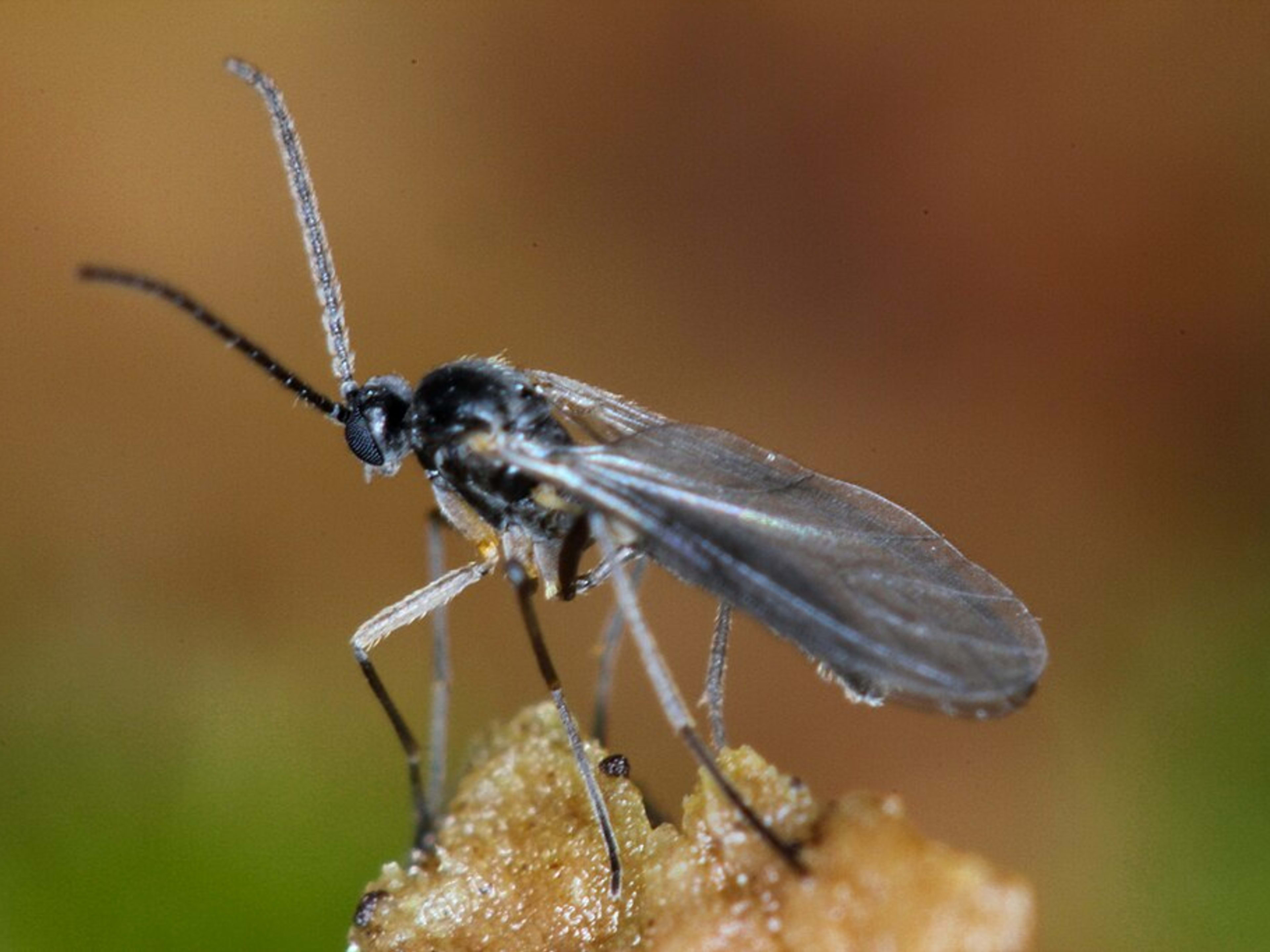 Insects on Houseplants: 7 Common Houseplant Pests and How to Get Rid of ...