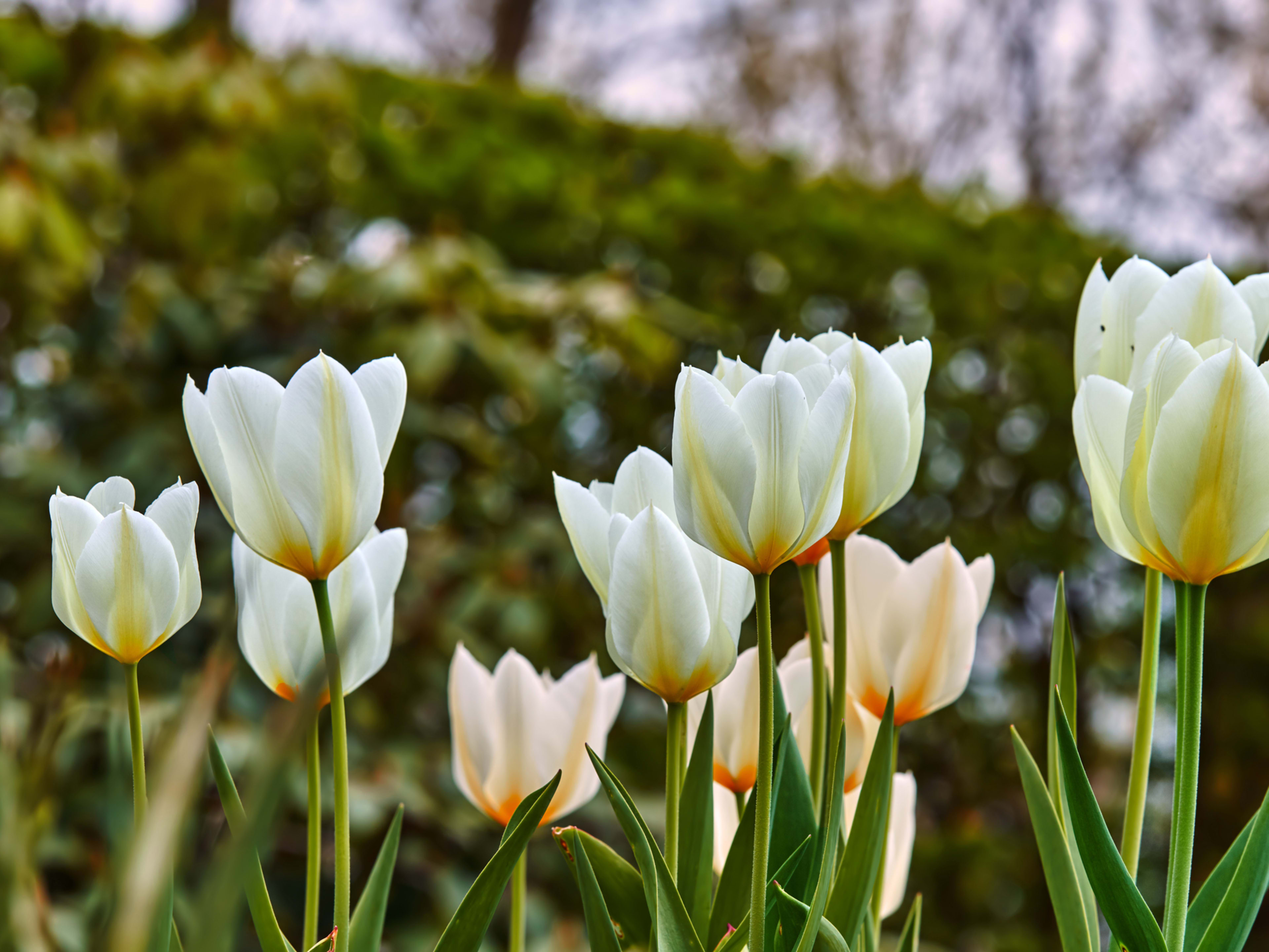 When Do Tulips Bloom? Understanding Tulip Timelines For Spring - Dengarden