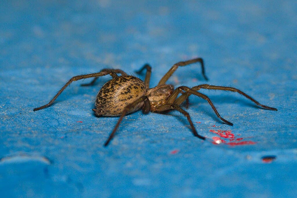 Spiders in The Home: An authoritative guide to the spiders living in ...
